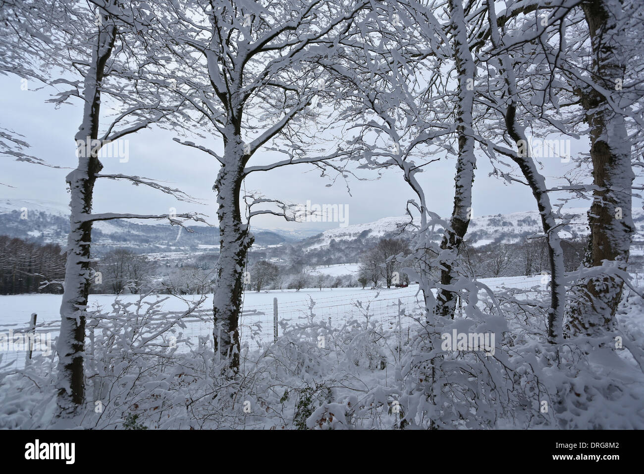 Forest Snow Scene at Castell Coch Castle Near Cardiff South Wales Wales ...