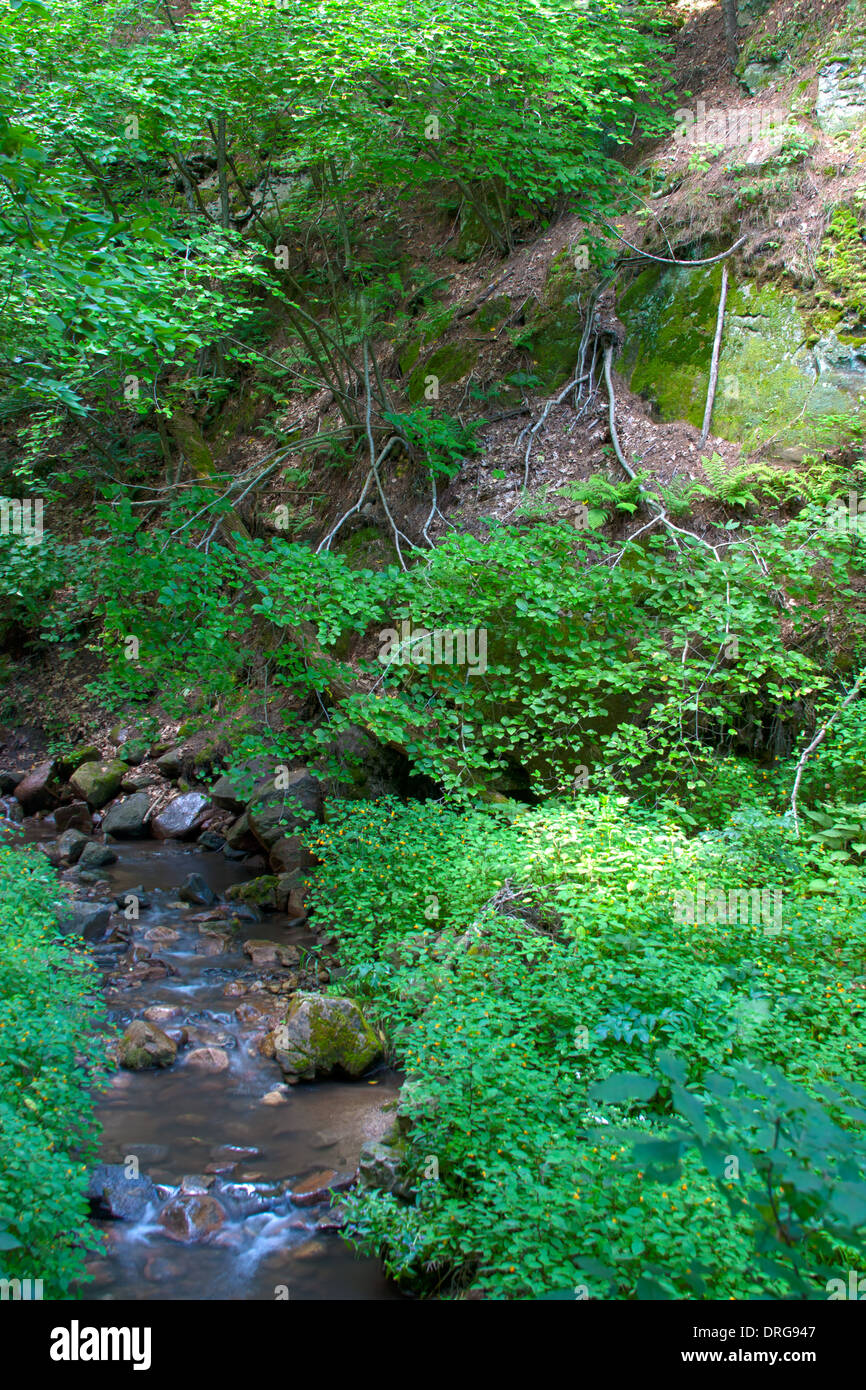 Stream in Parfrey's Glen Wisconsin State Natural Areas Stock Photo - Alamy