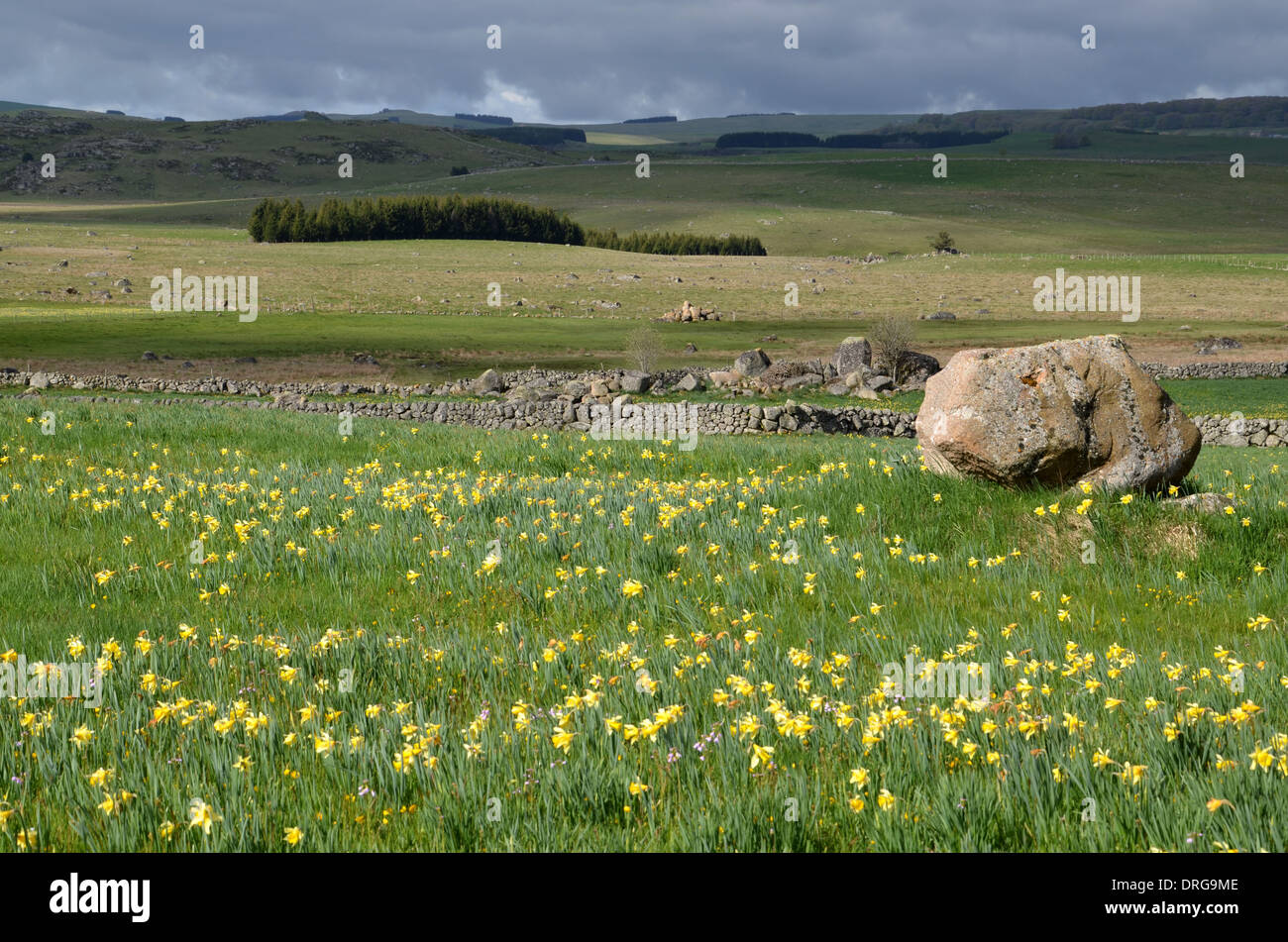 Aubrac hi-res stock photography and images - Alamy
