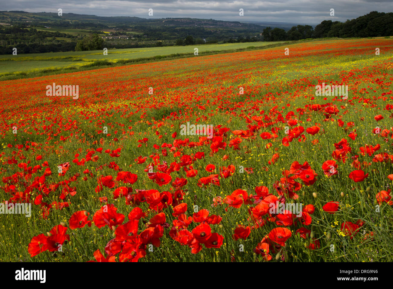 Poppy fields hi-res stock photography and images - Alamy