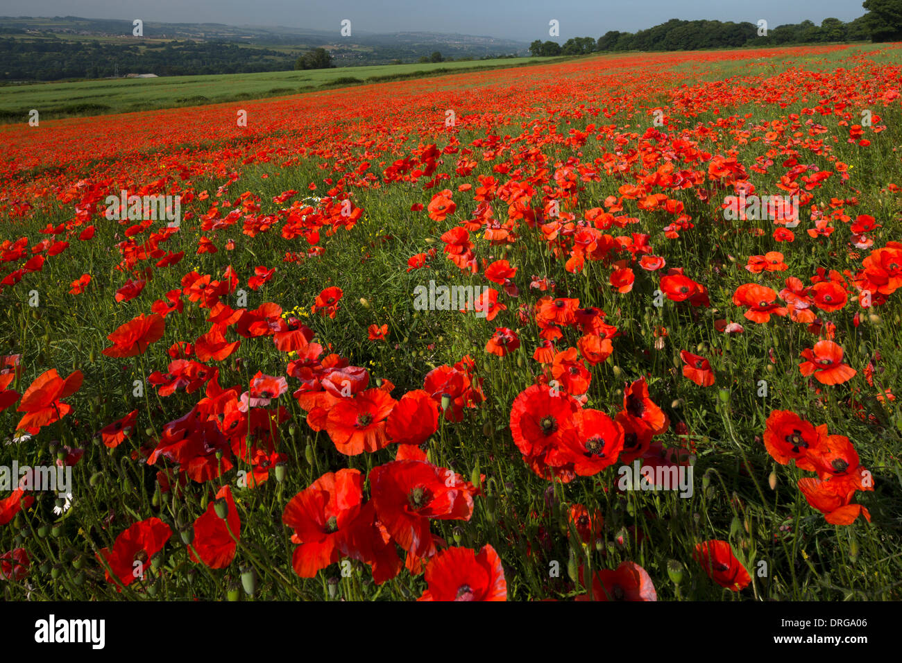 Poppy fields hi-res stock photography and images - Alamy