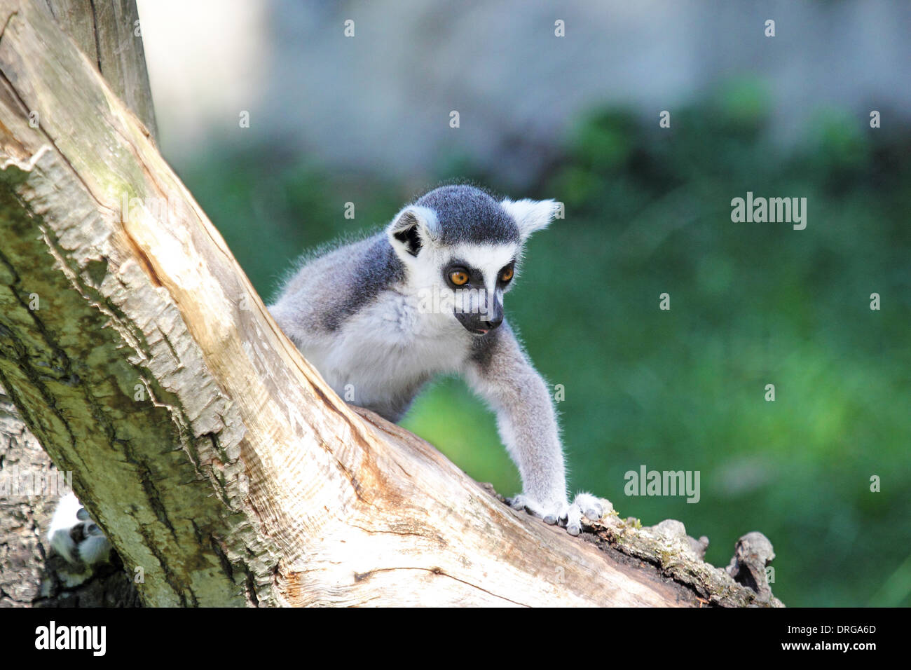 Log tailed hi-res stock photography and images - Alamy