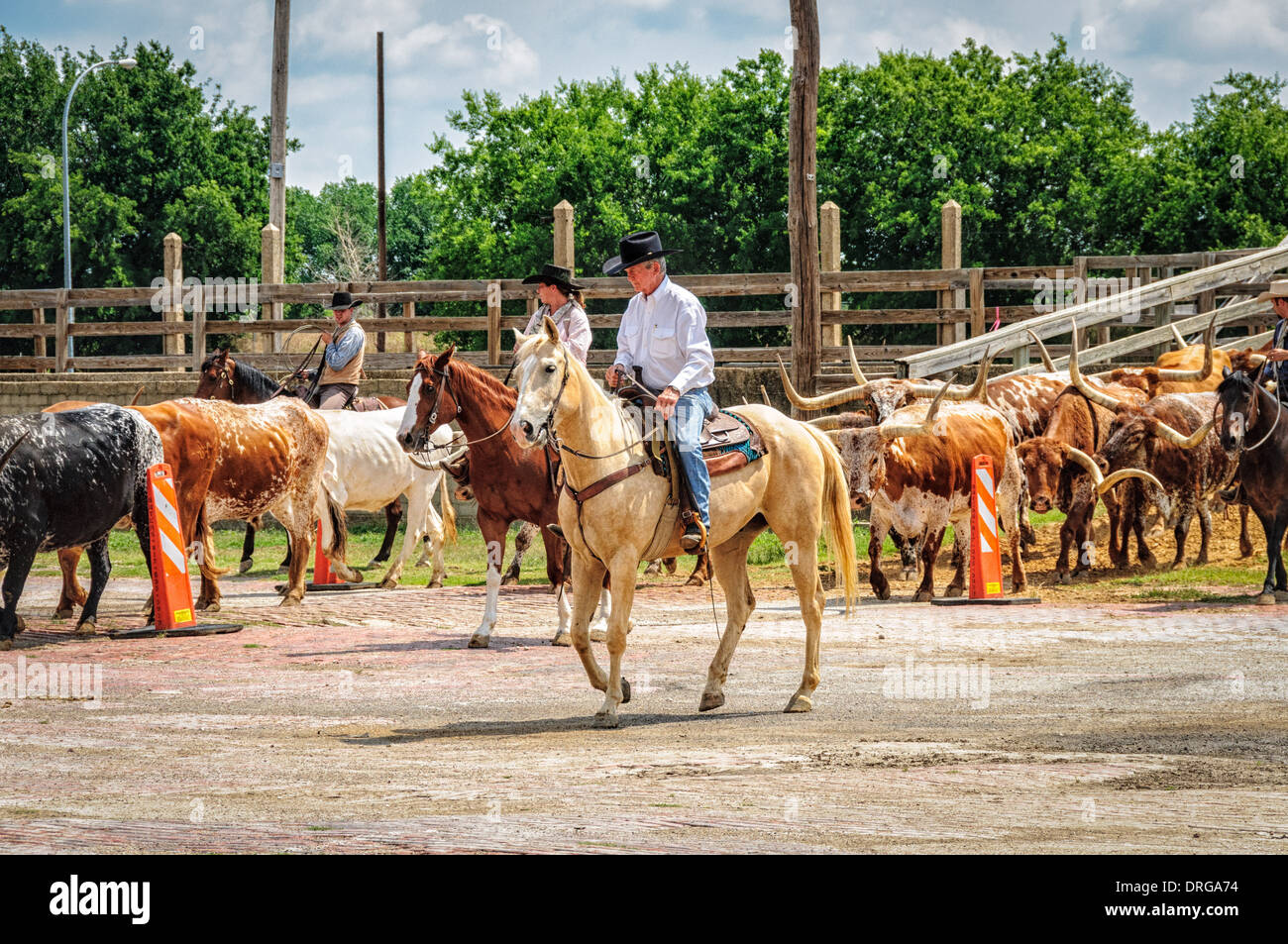 Cattle drive, Stockyards Historic District, Fort Worth, Texas Stock ...
