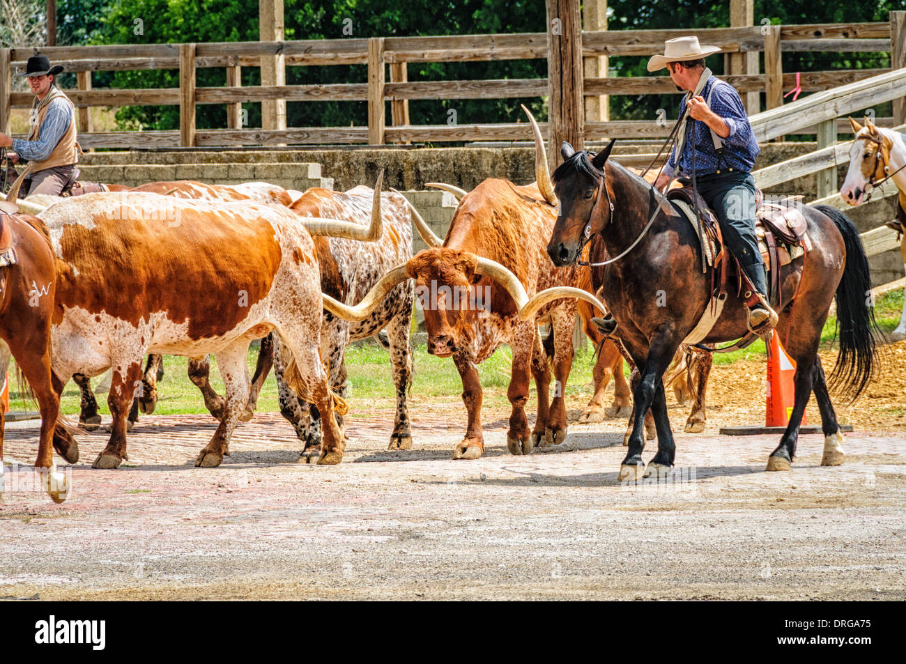 Cattle drive, Stockyards Historic District, Fort Worth, Texas Stock ...