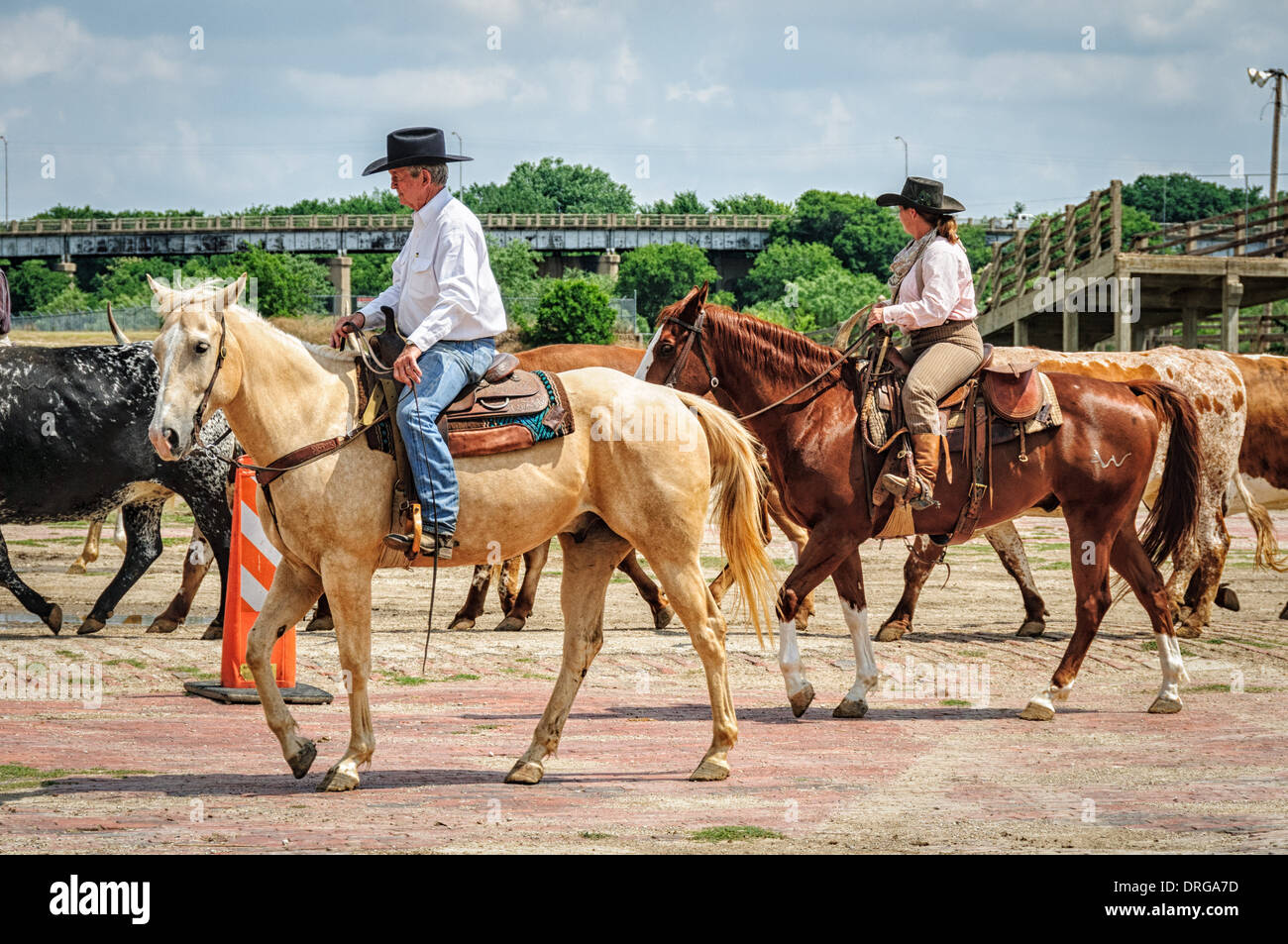 Cattle drive, Stockyards Historic District, Fort Worth, Texas Stock ...