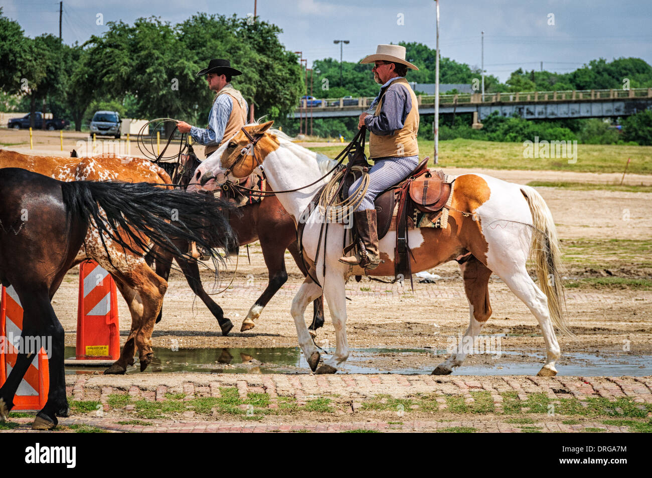 Cattle drive, Stockyards Historic District, Fort Worth, Texas Stock ...