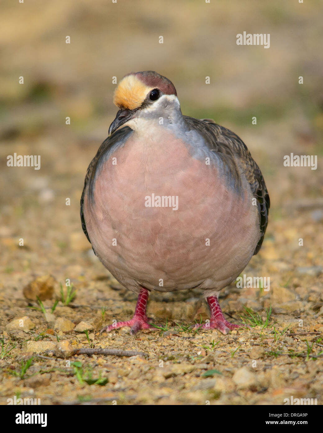 Common bronzewing phaps chalcoptera hi-res stock photography and images ...