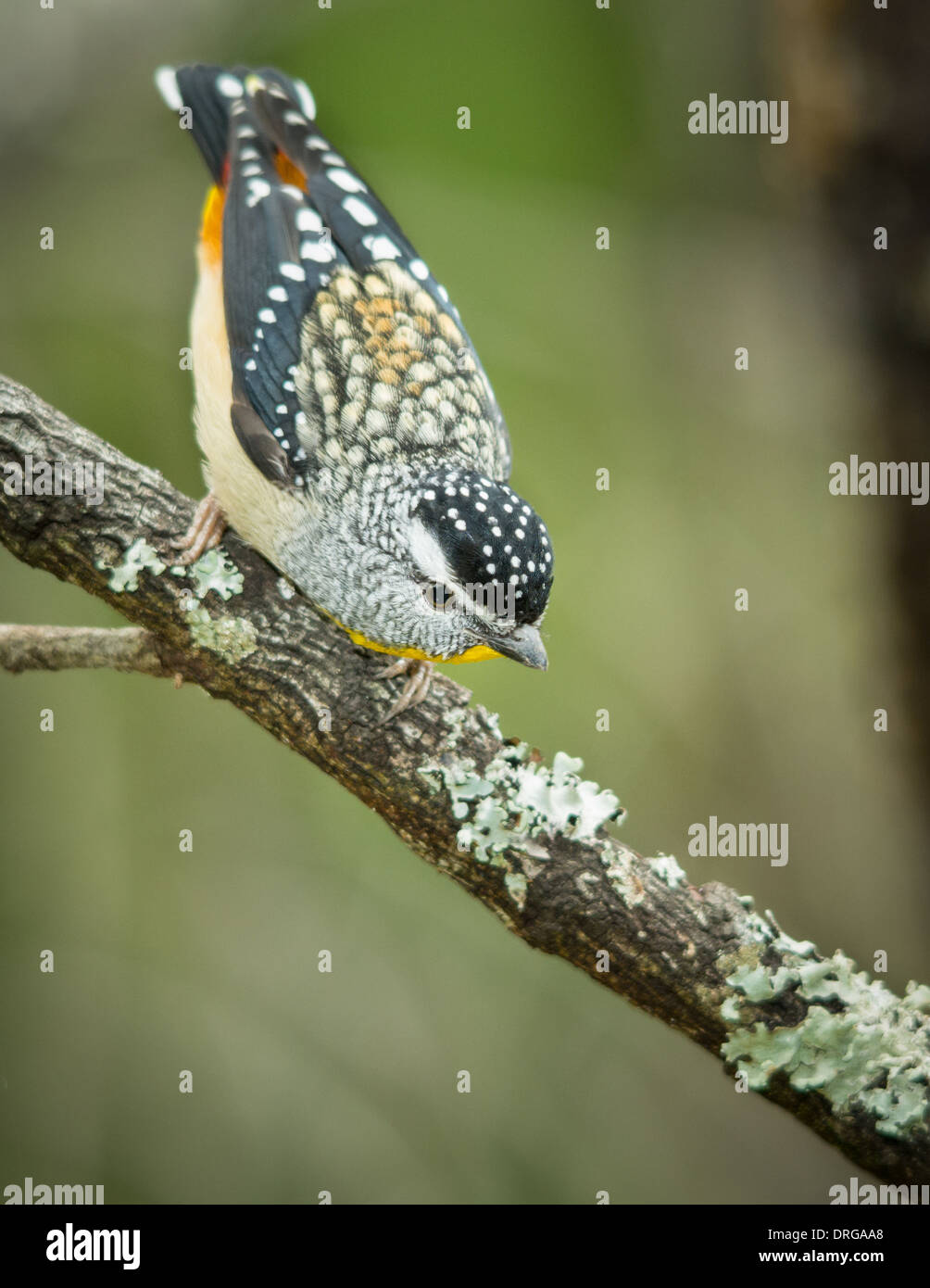 The pugnacious hi-res stock photography and images - Alamy