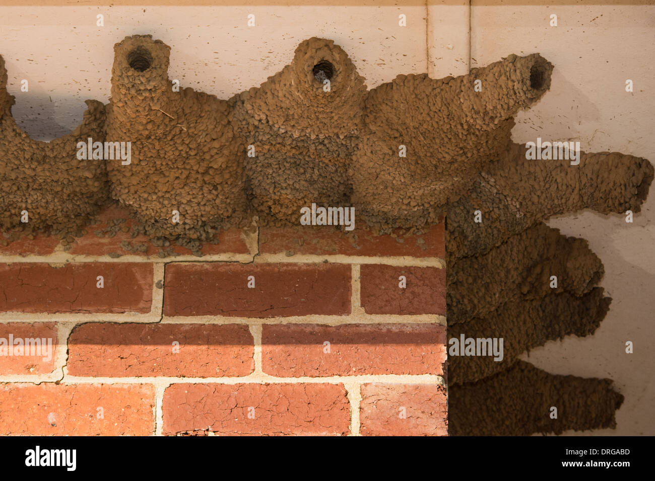 Ariel martin hi-res stock photography and images - Alamy