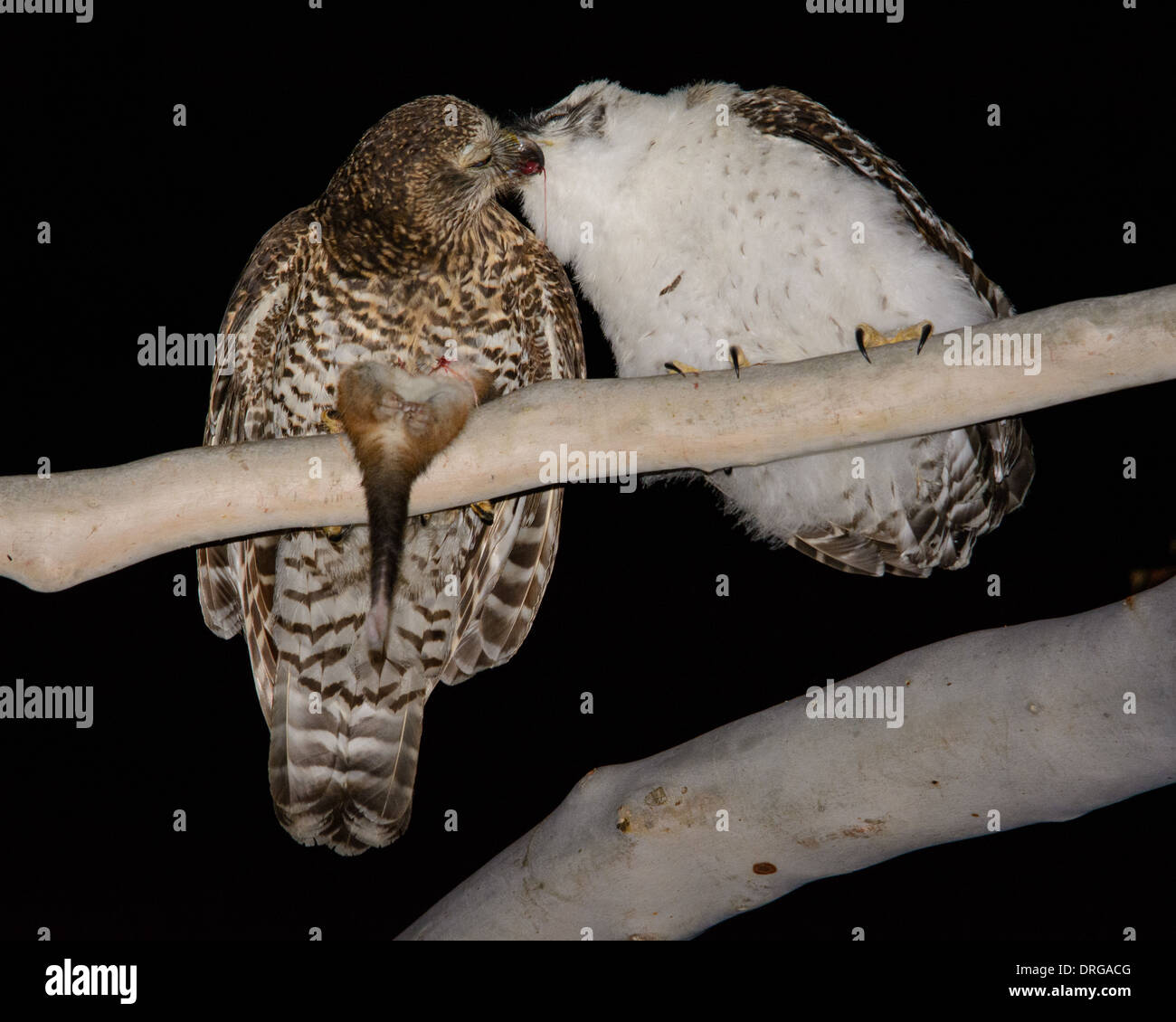 Female parent Powerful Owl feeding young fledgling Stock Photo - Alamy