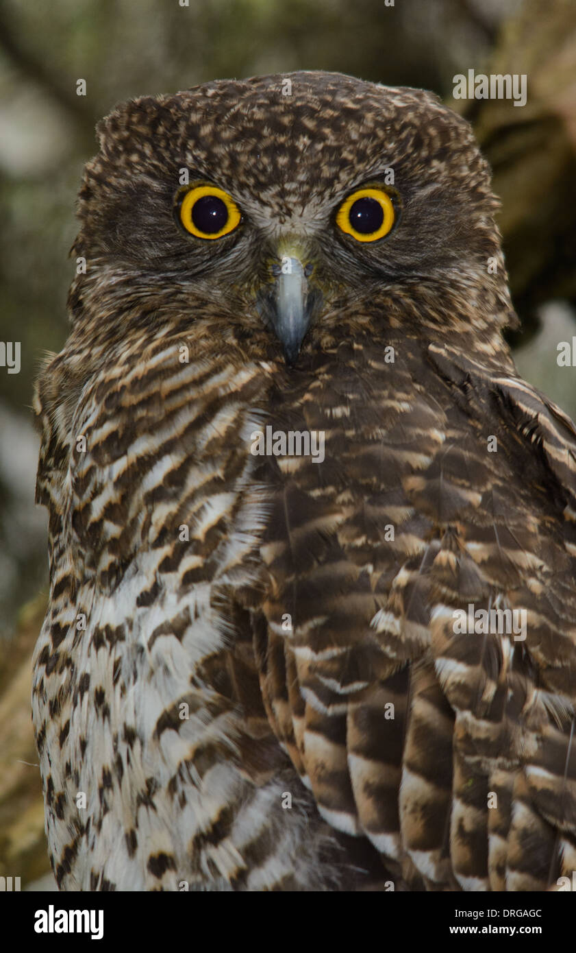 Portrait of male Powerful Owl Stock Photo - Alamy