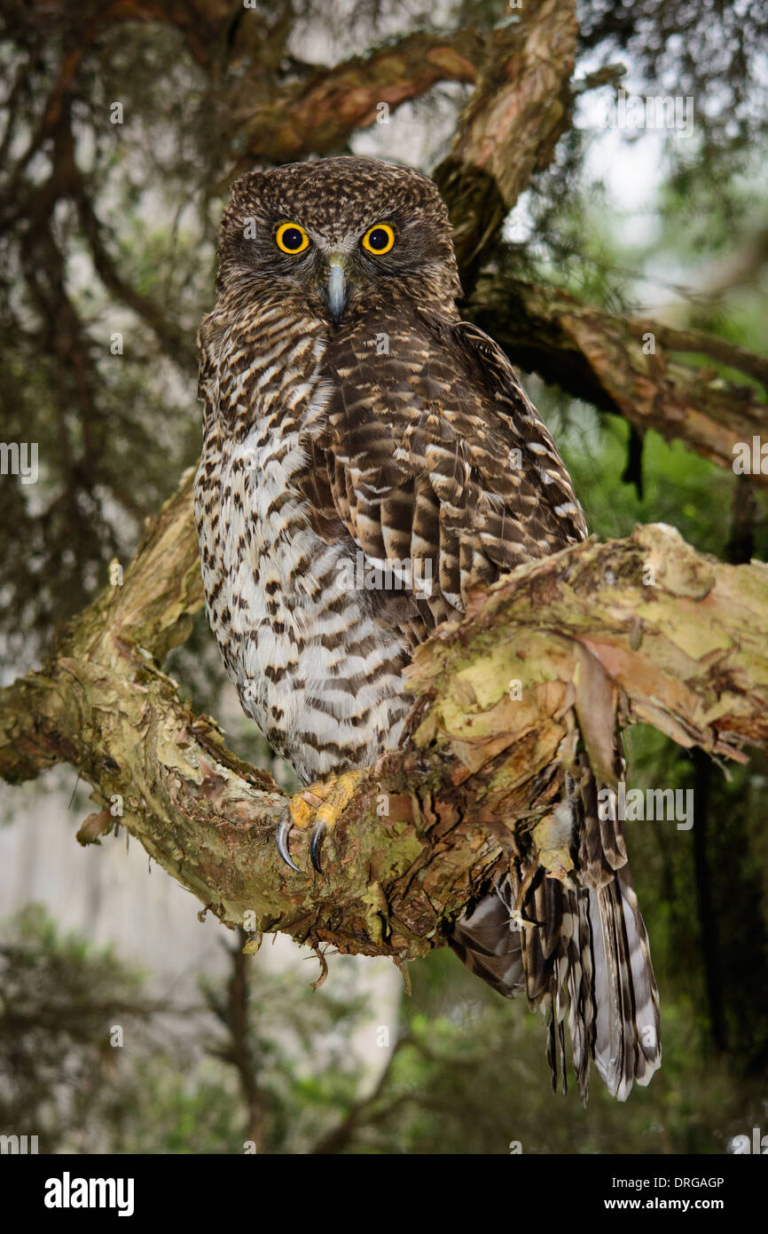 A male Powerful Owl at daytime roost Stock Photo - Alamy