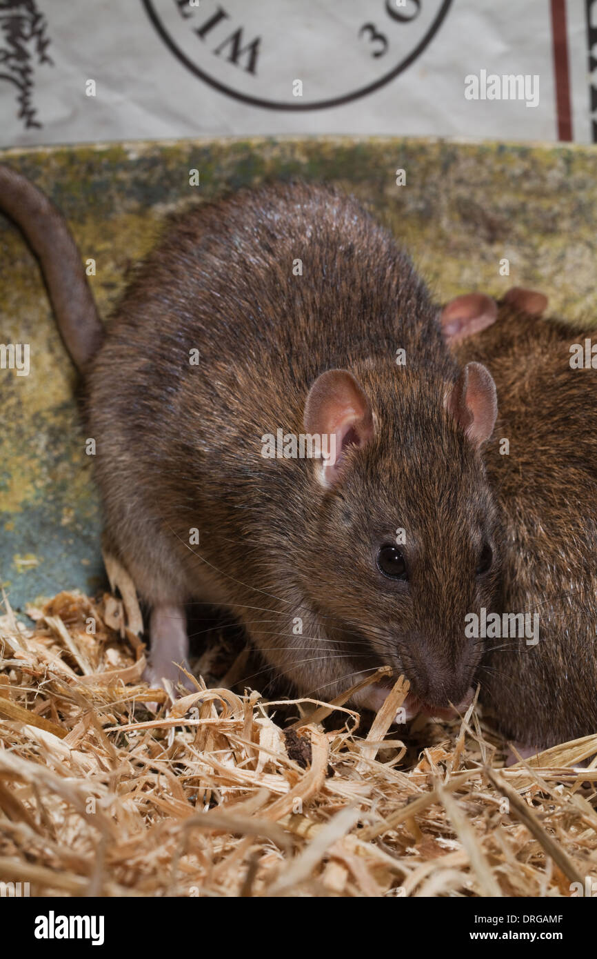 Brown Rat (Rattus norvegicus Stock Photo - Alamy