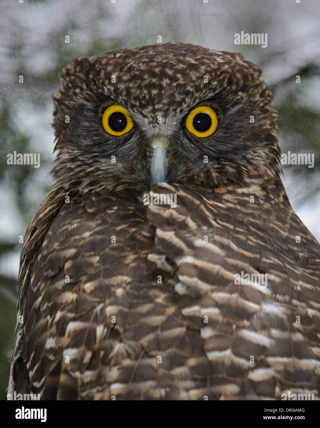 Powerful owl hi-res stock photography and images - Alamy