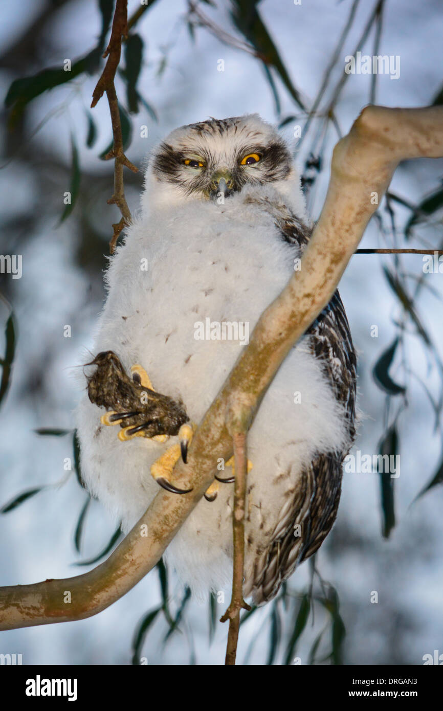 Young Powerful Owl clutching a fur ball Stock Photo - Alamy