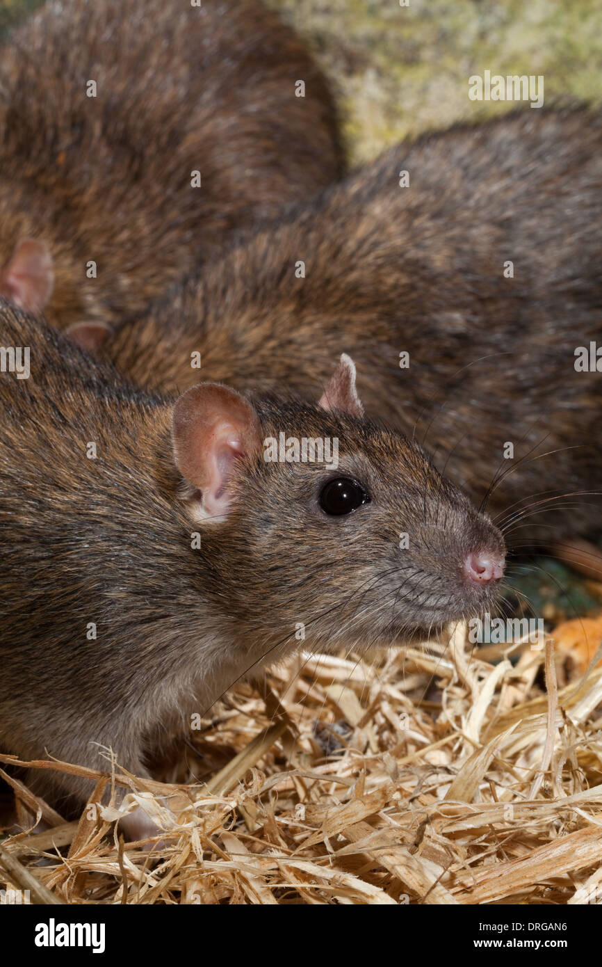 Norway rats hi-res stock photography and images - Alamy