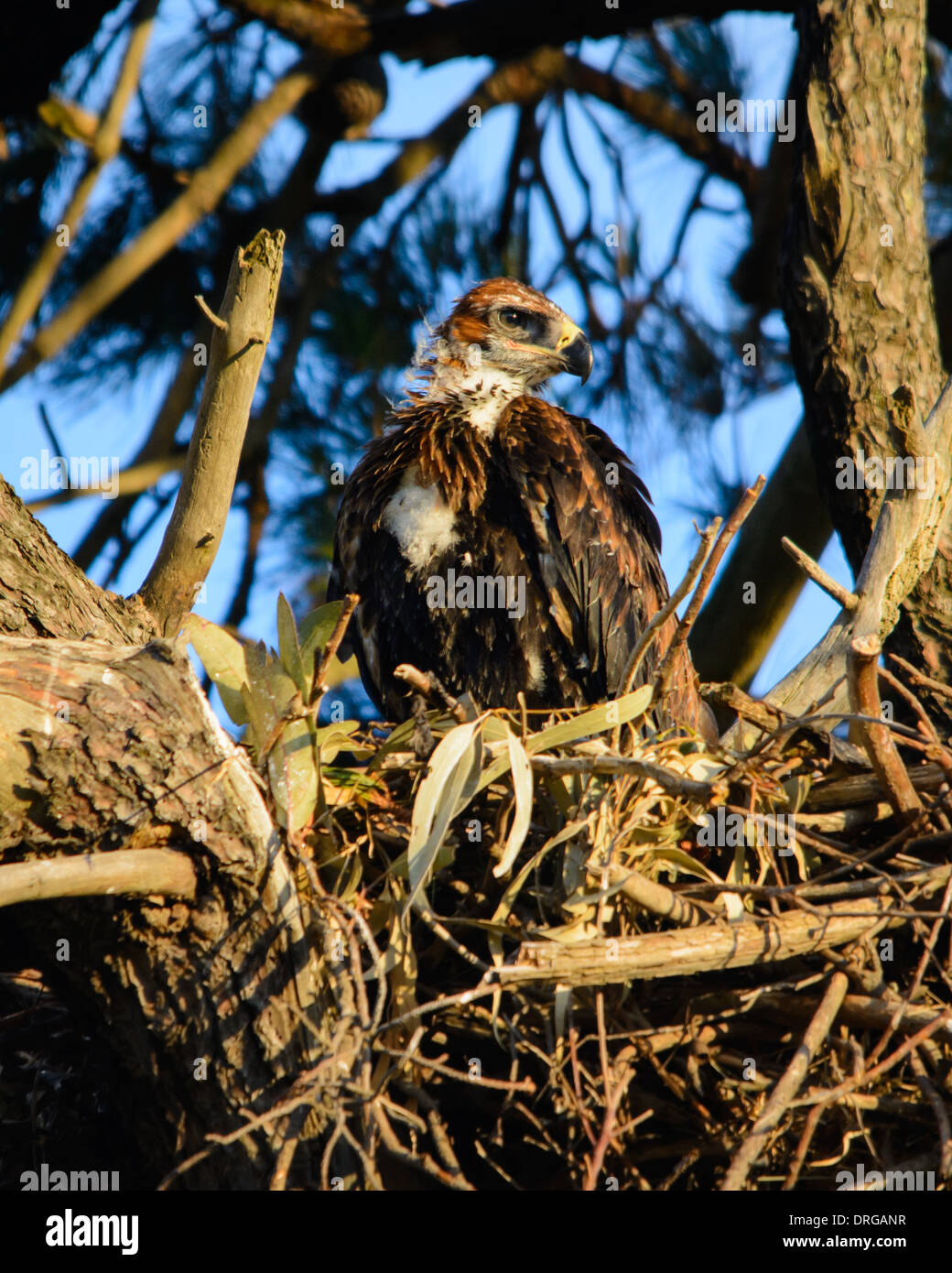 Wedge tailed eagle hi-res stock photography and images - Alamy