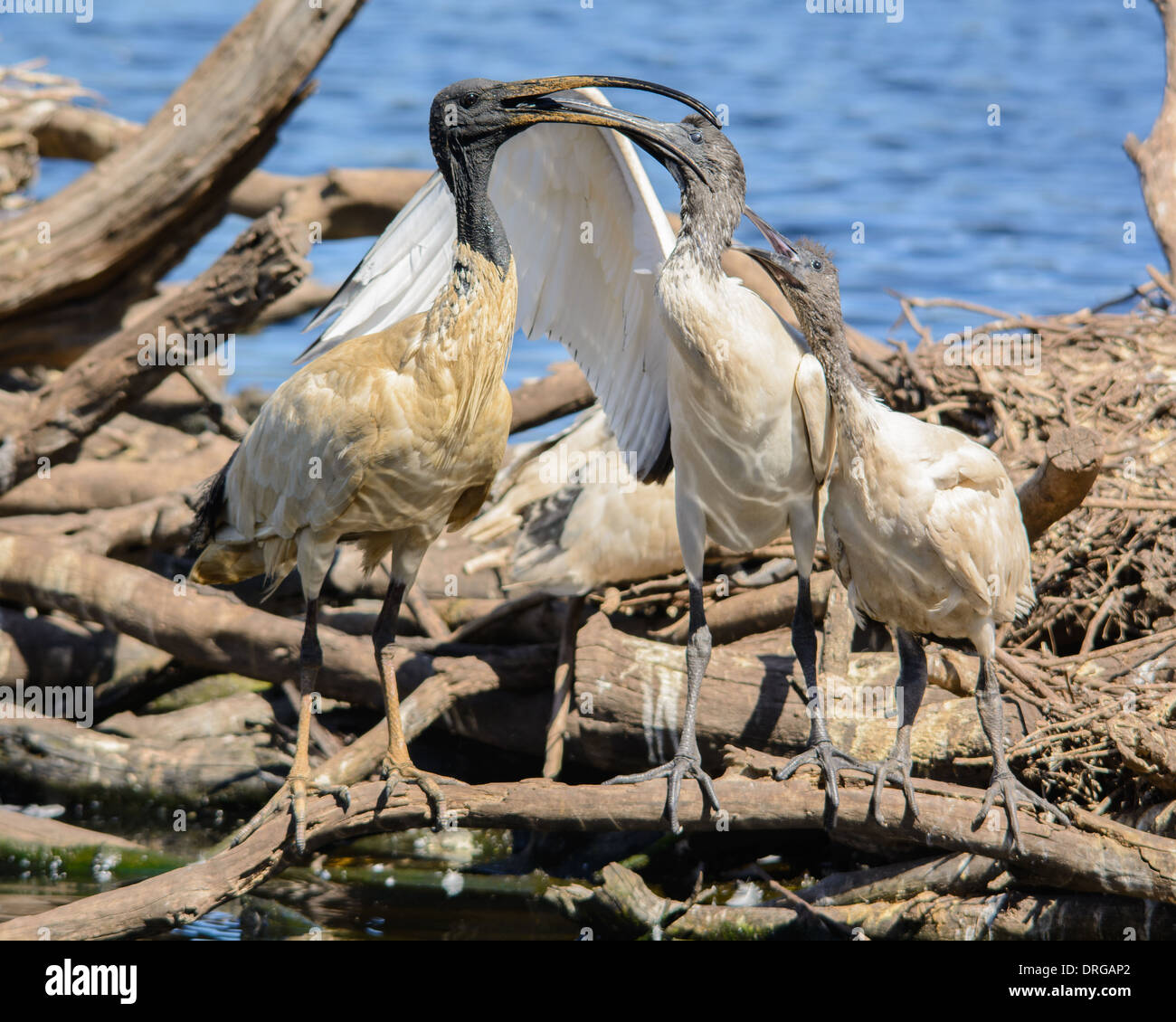 Ibis chick hi-res stock photography and images - Alamy