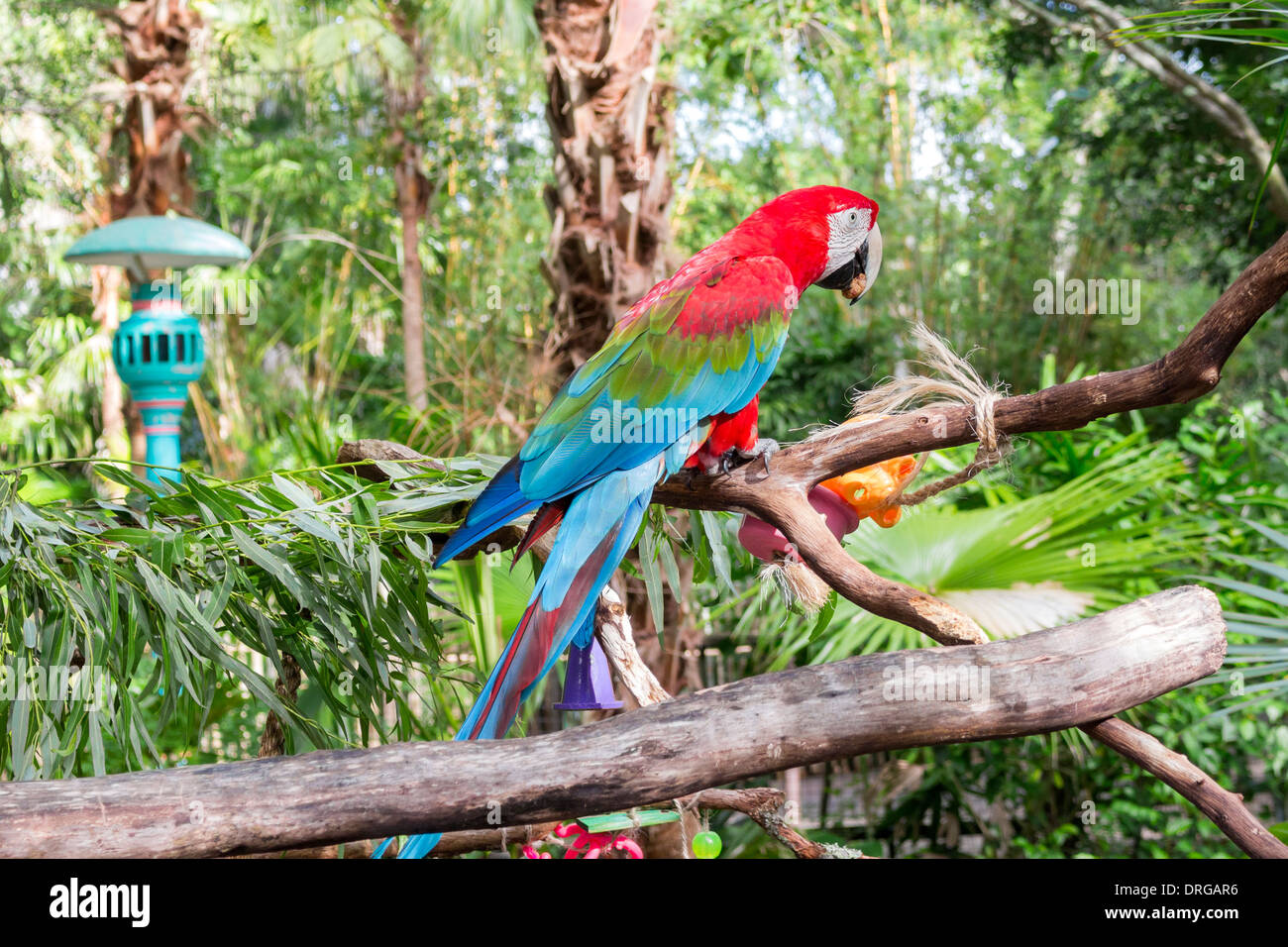 A colorful parrot in the Animal Kingdom in Walt Disney World in Florida ...