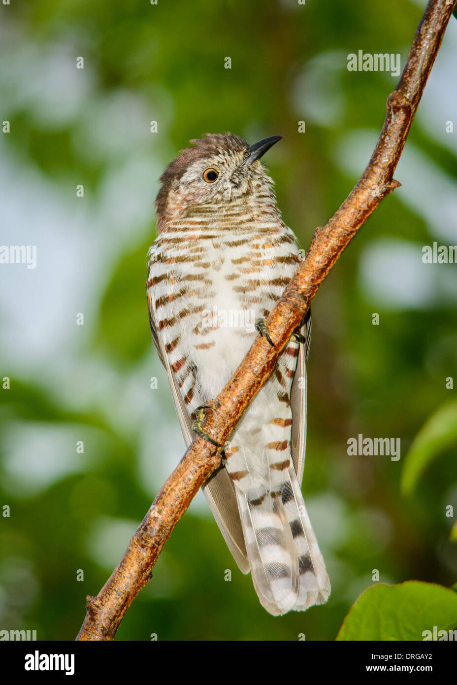 Shining bronze cuckoo hi-res stock photography and images - Alamy