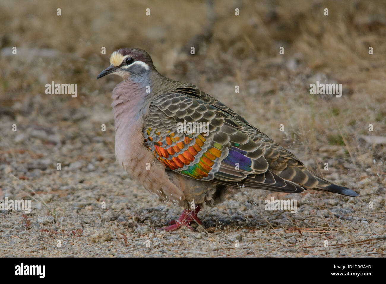 Bronzewing hi-res stock photography and images - Alamy