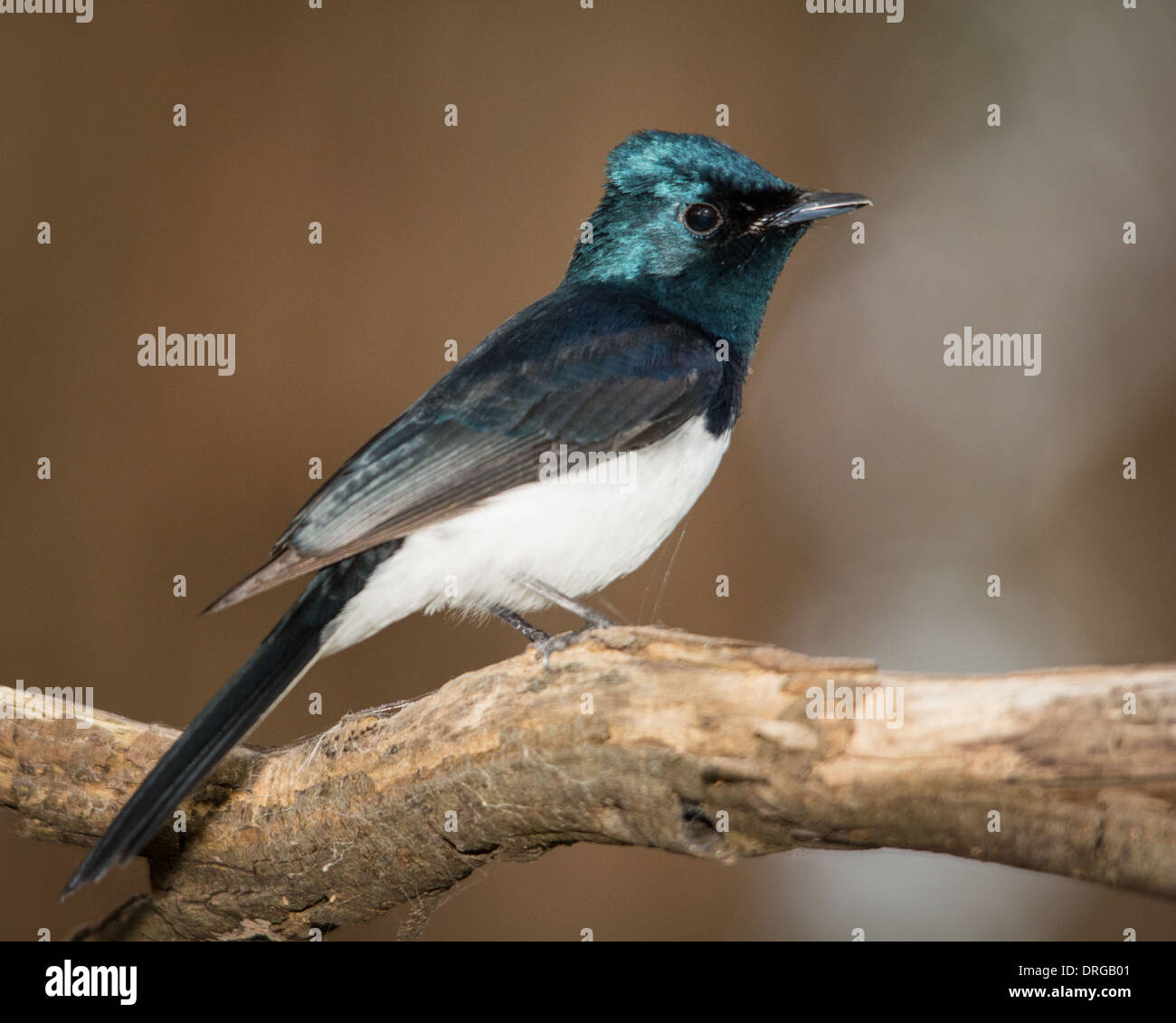Satin flycatcher hi-res stock photography and images - Alamy