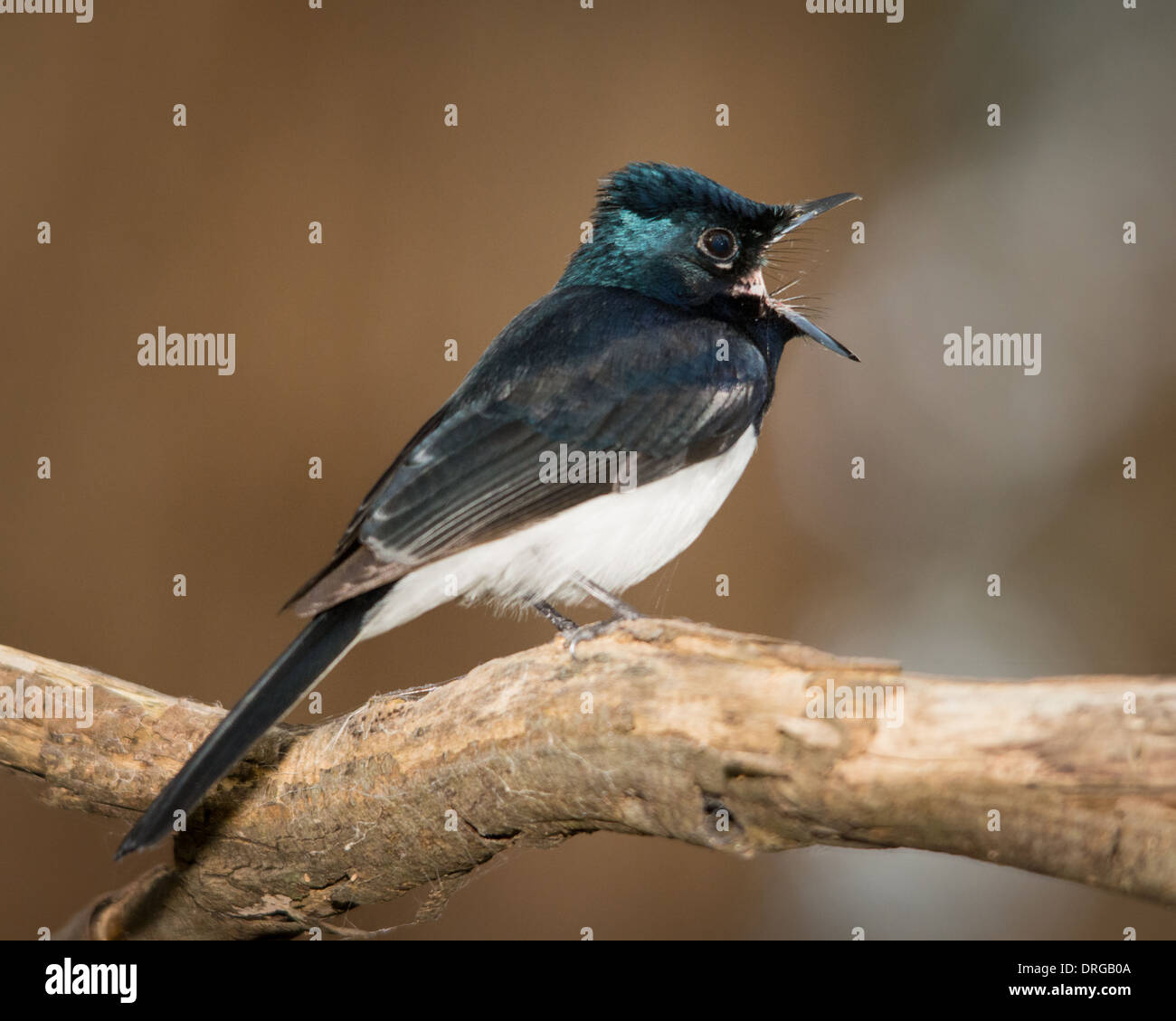 Satin Flycatcher male Stock Photo - Alamy