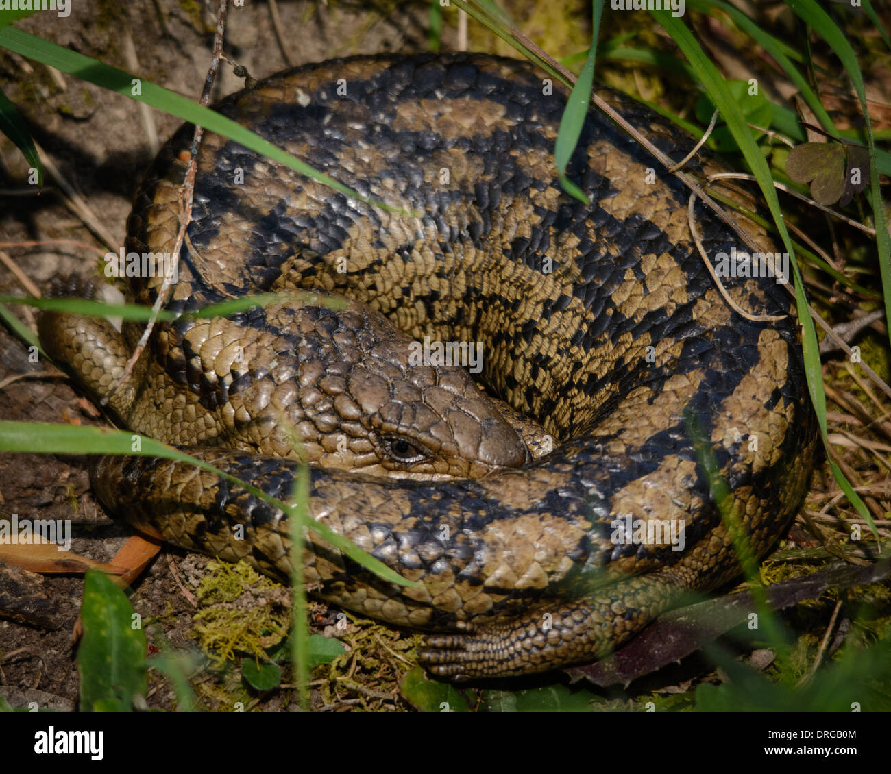 Blue Tongued Lizard coiled Stock Photo - Alamy