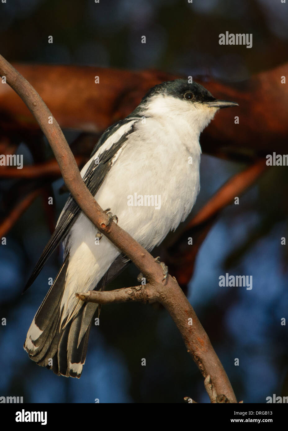 Triller High Resolution Stock Photography and Images - Alamy