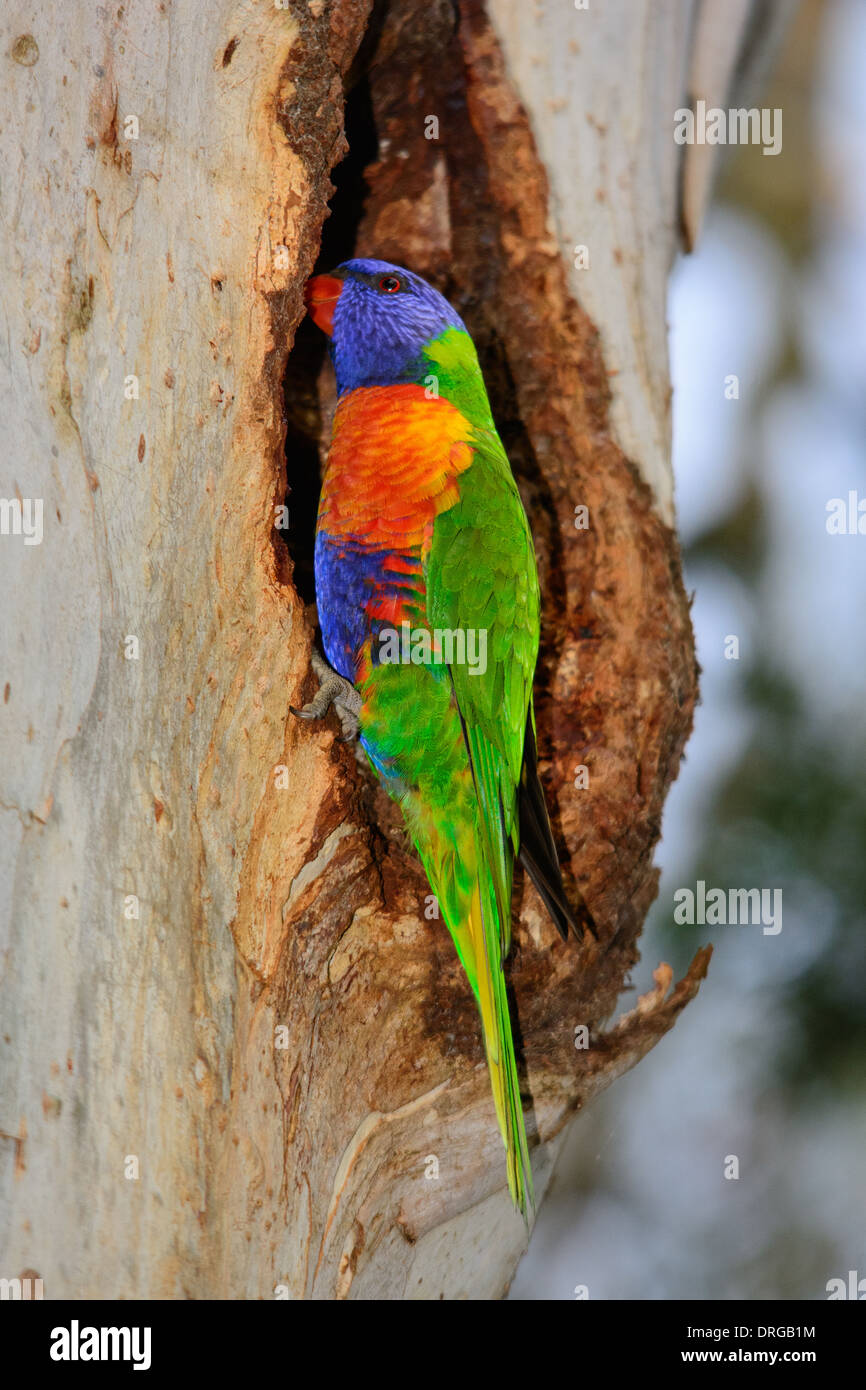 Rainbow Lorikeet Nesting Stock Photo - Alamy