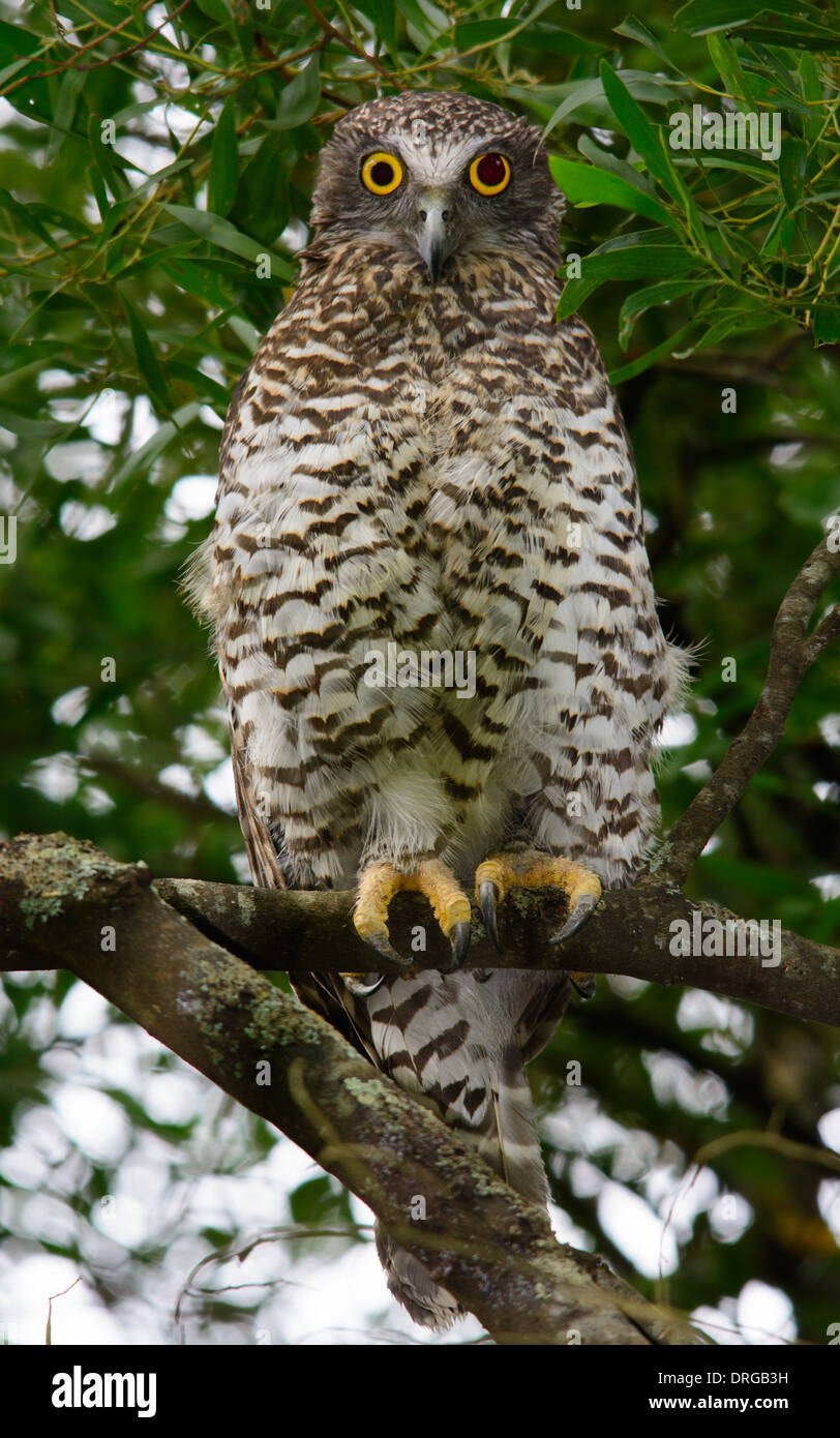 Powerful Owl