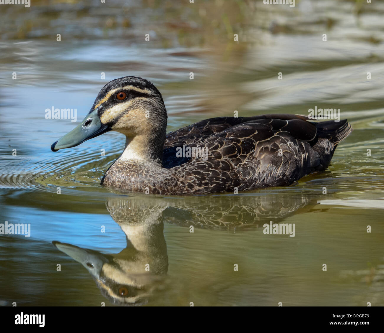 Black duck hi-res stock photography and images - Alamy