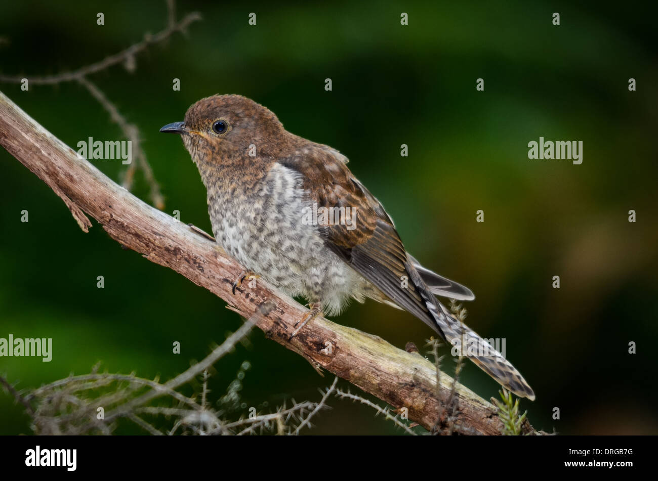 Fantailed Cuckoo juvenile Stock Photo - Alamy