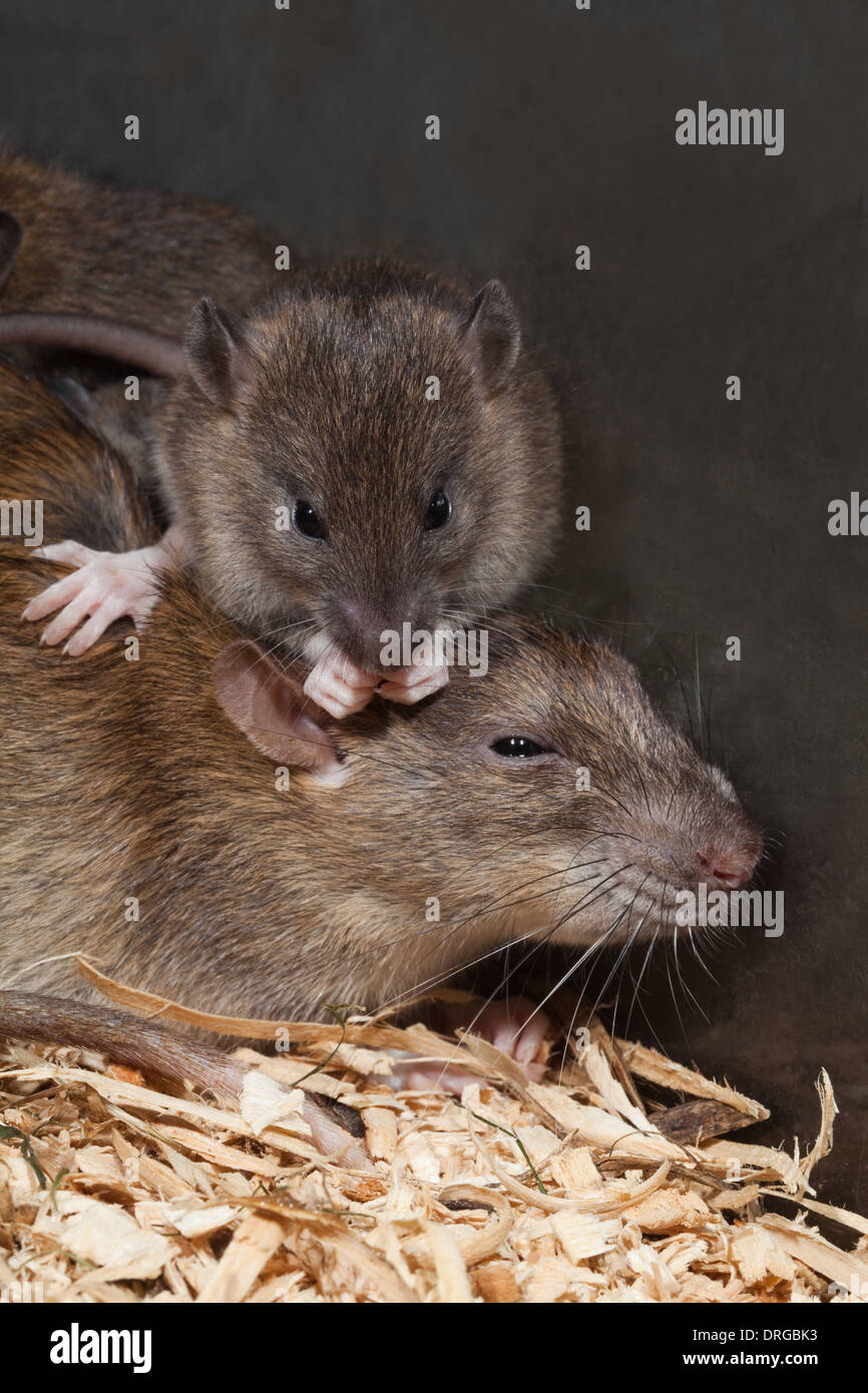Mammal washing hi-res stock photography and images - Alamy