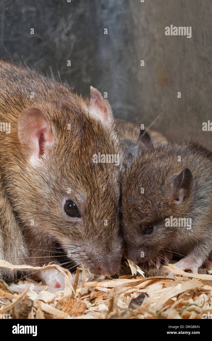 Brown Rats (Rattus norvegicus). Heads touching, mother and young, 'pup ...