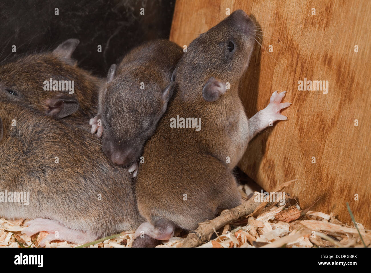 Rats nest hi-res stock photography and images - Alamy