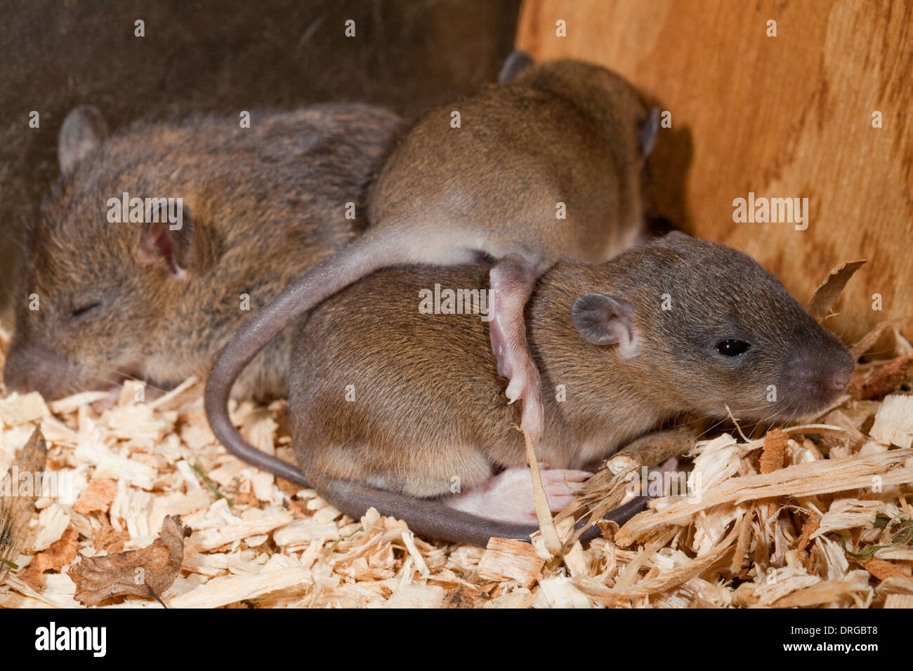 Maturing baby babies hi-res stock photography and images - Alamy