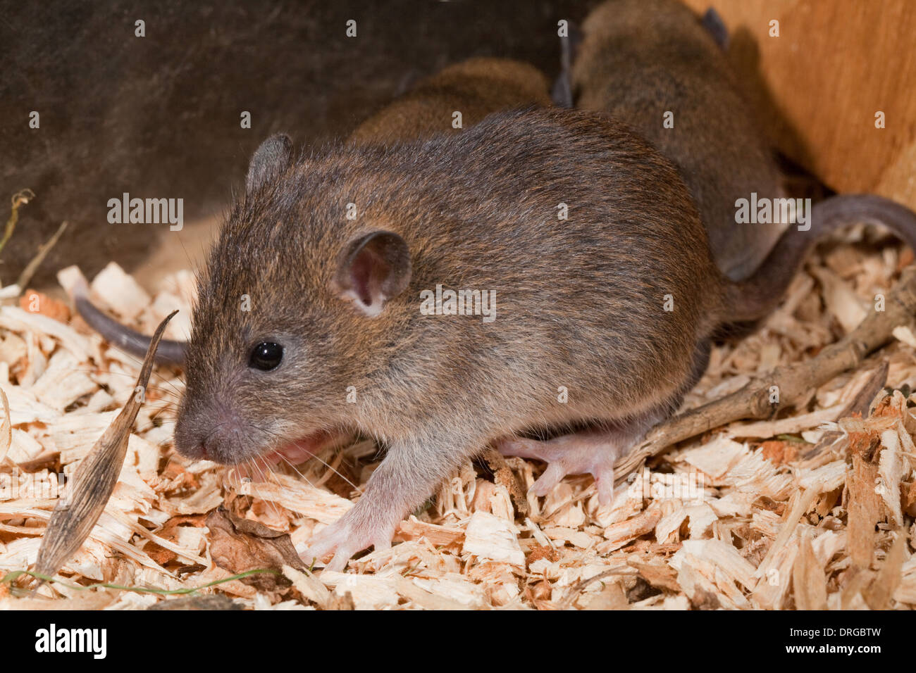 Brown Rat (Rattus norvegicus). Young 'pup' estimated 20 days of age ...