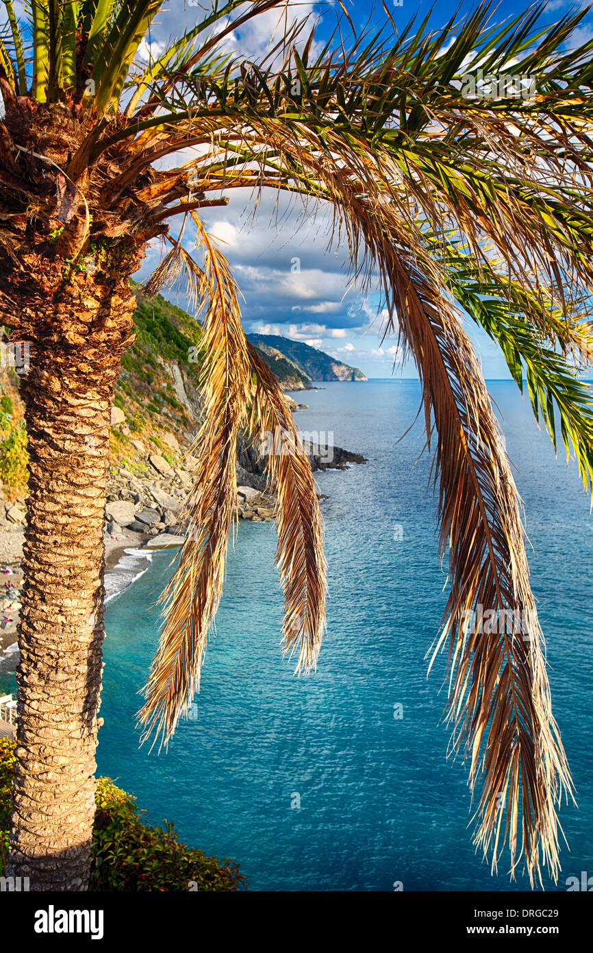 Palm Tree on the Coastal Hillside, Vernazza, Cinque Terre, Liguria ...