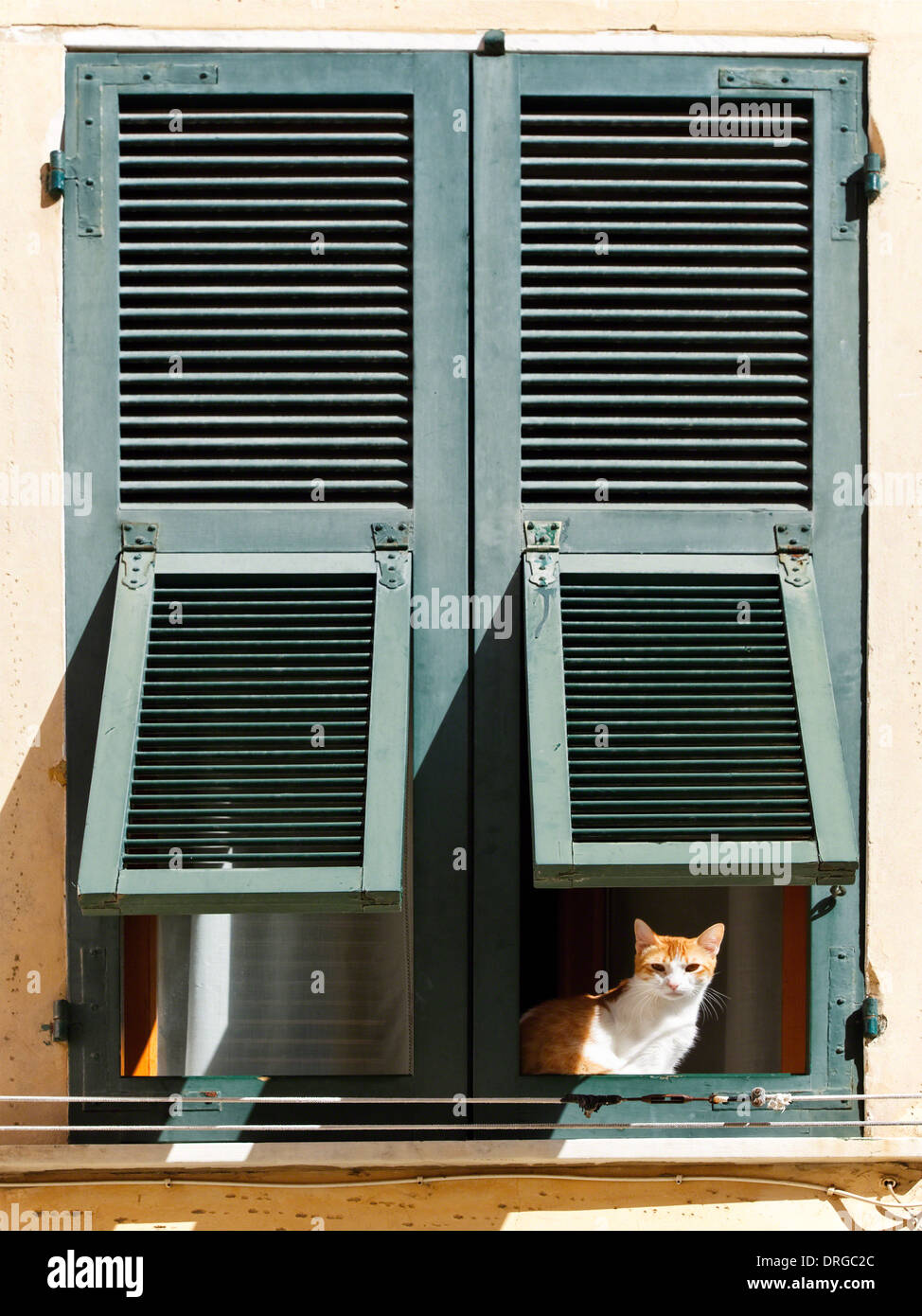 Cat watching out of the window hi-res stock photography and images - Alamy