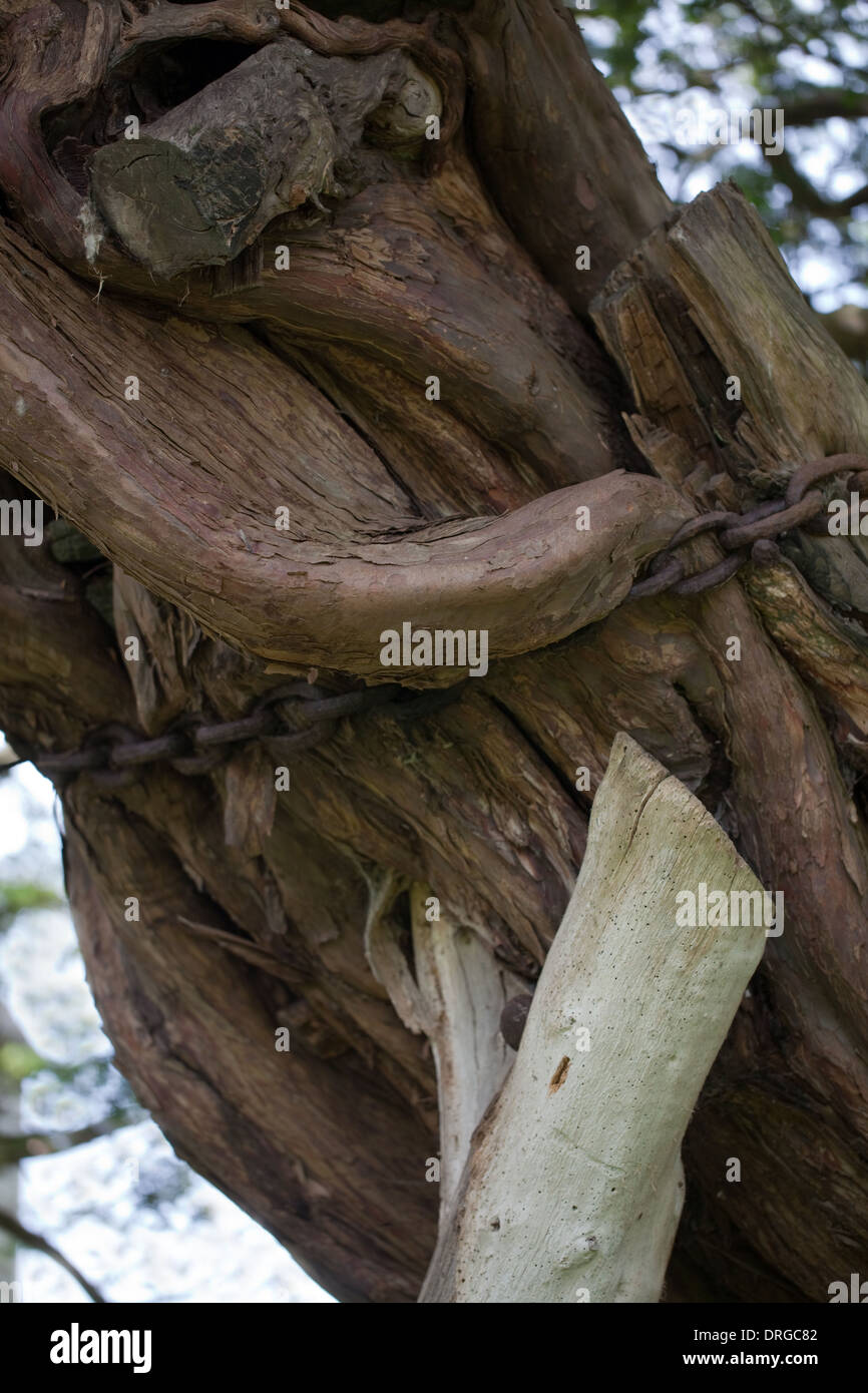 Wilmington Yew (Taxus baccata). A part of - an estimated 1,600 year old ...