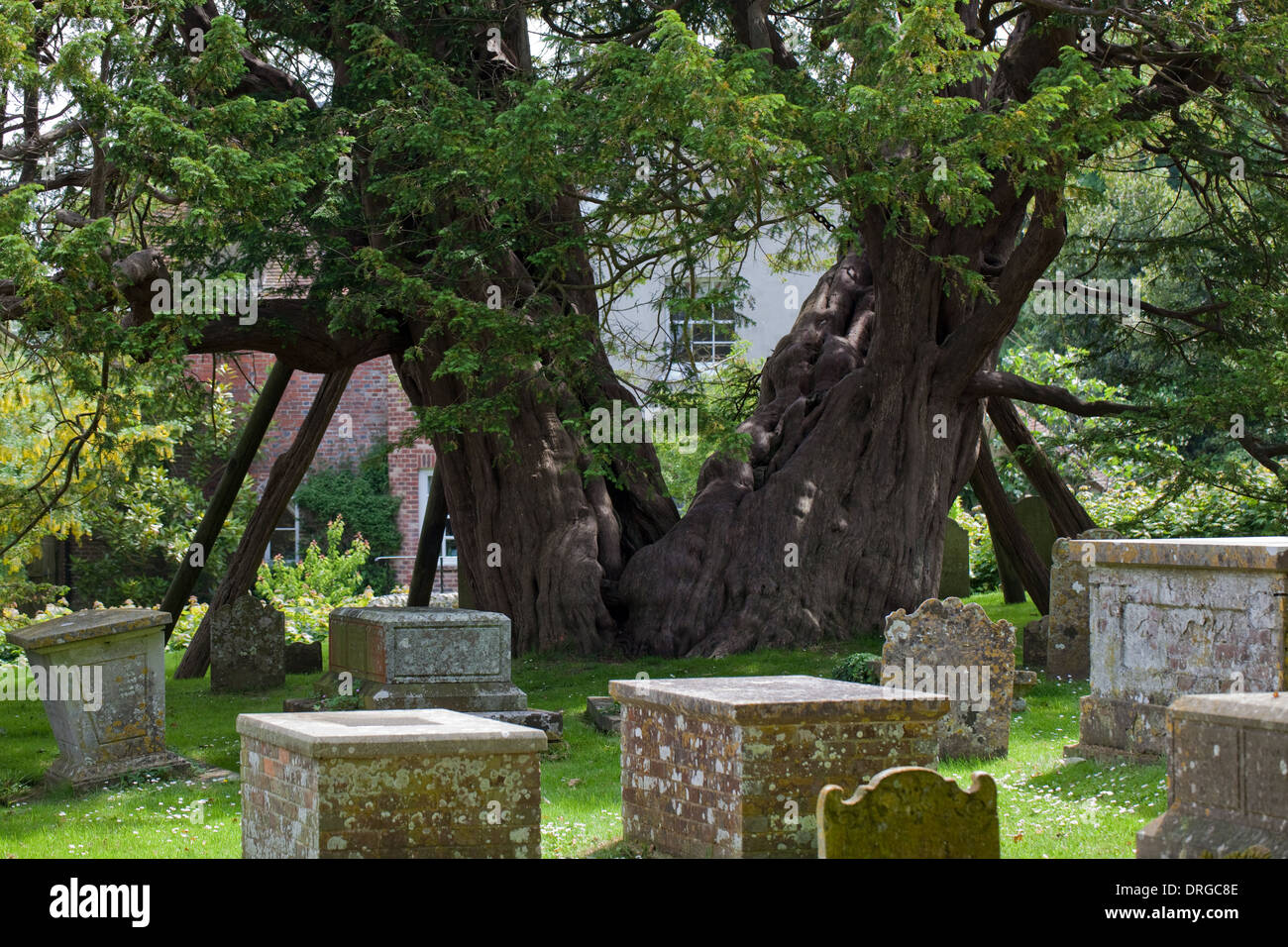 Wilmington Churchyard Yew (Taxus baccata). A part of - an estimated ...