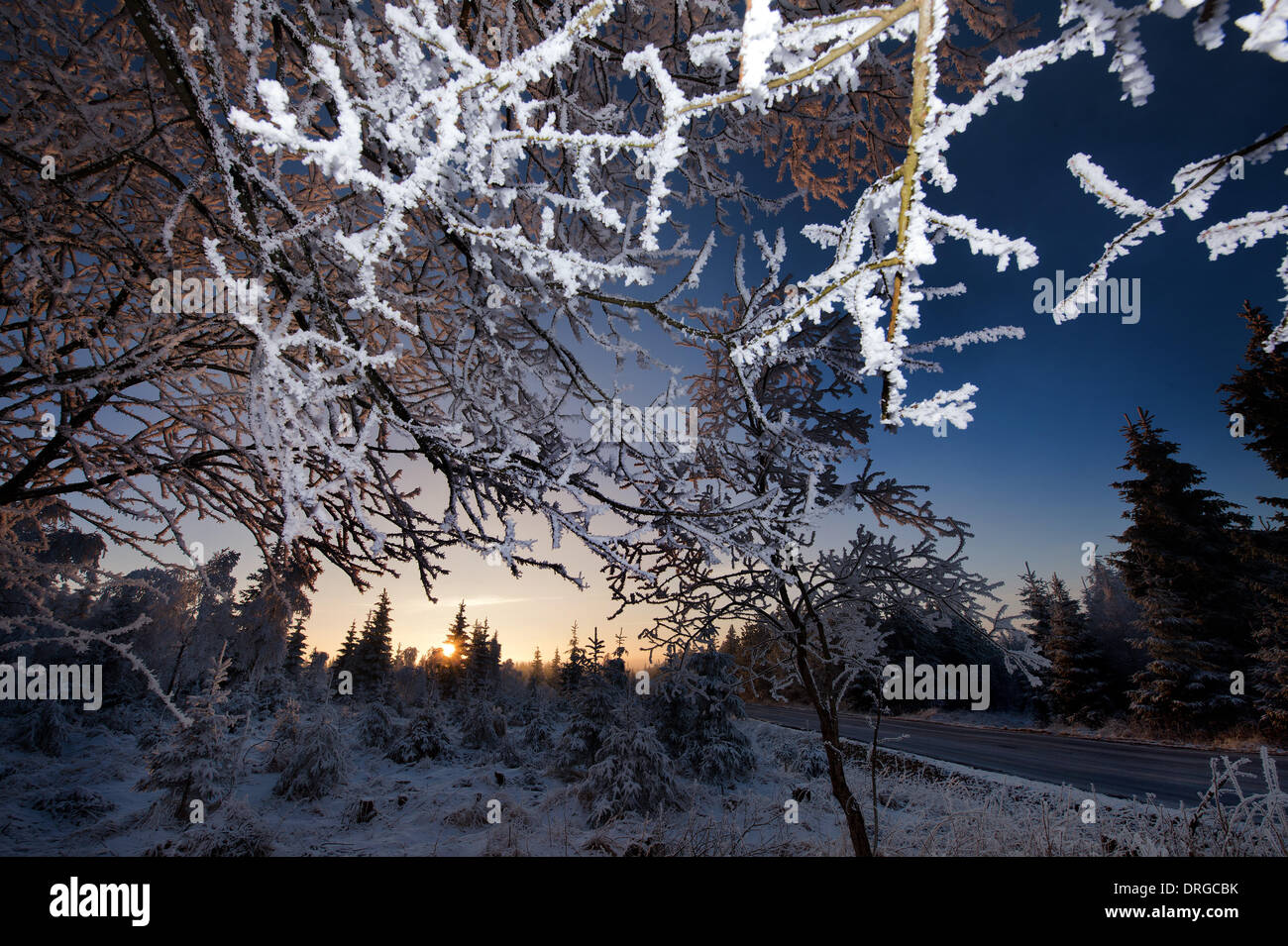 Altenberg, Germany. 25th Jan, 2014. Ice cystals are pictured at tree ...