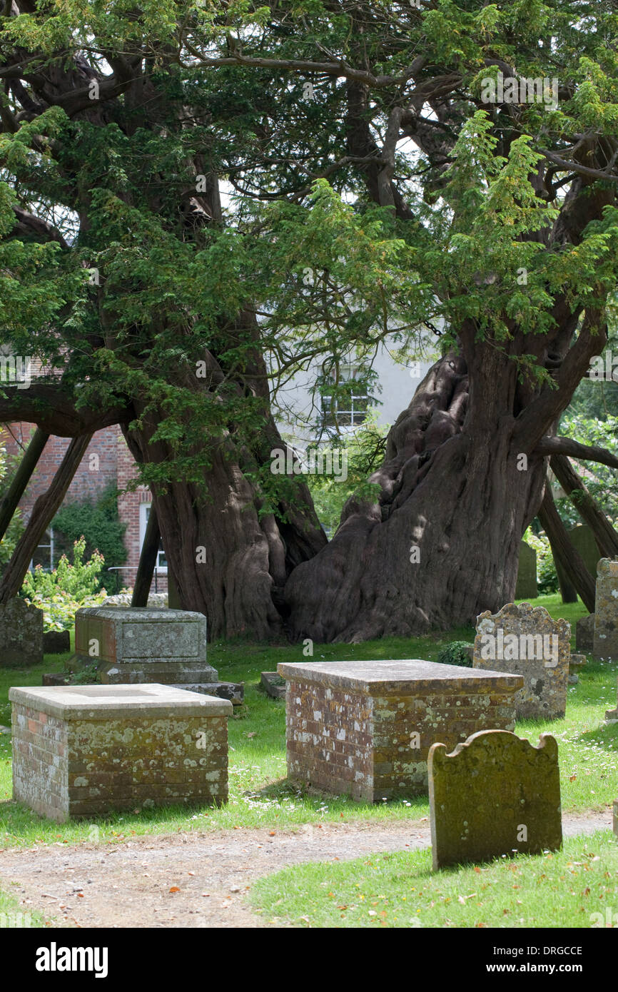 Wilmington yew taxus baccata part hi-res stock photography and images ...