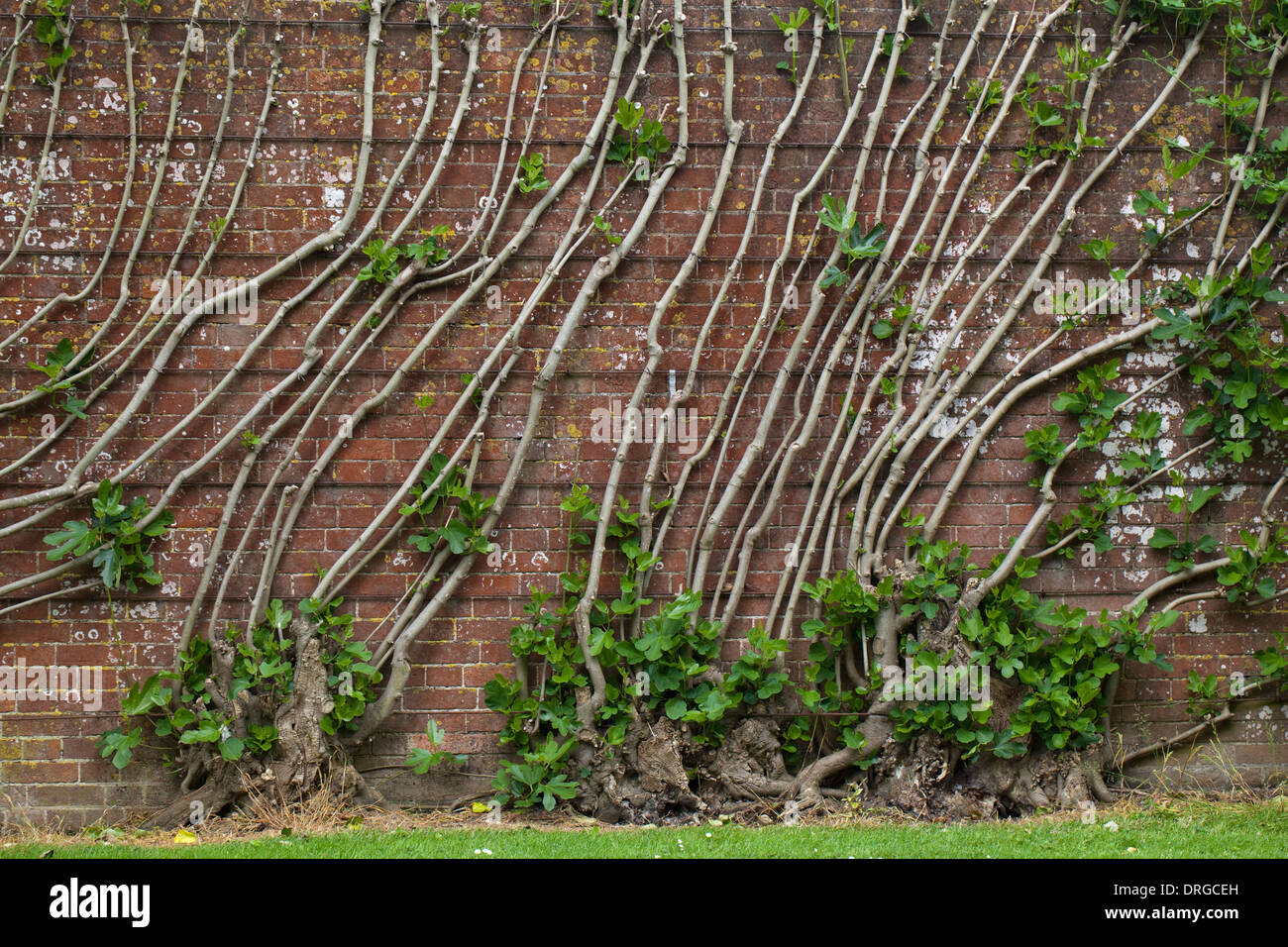 Fruits growing from tree trunk hi-res stock photography and images - Alamy