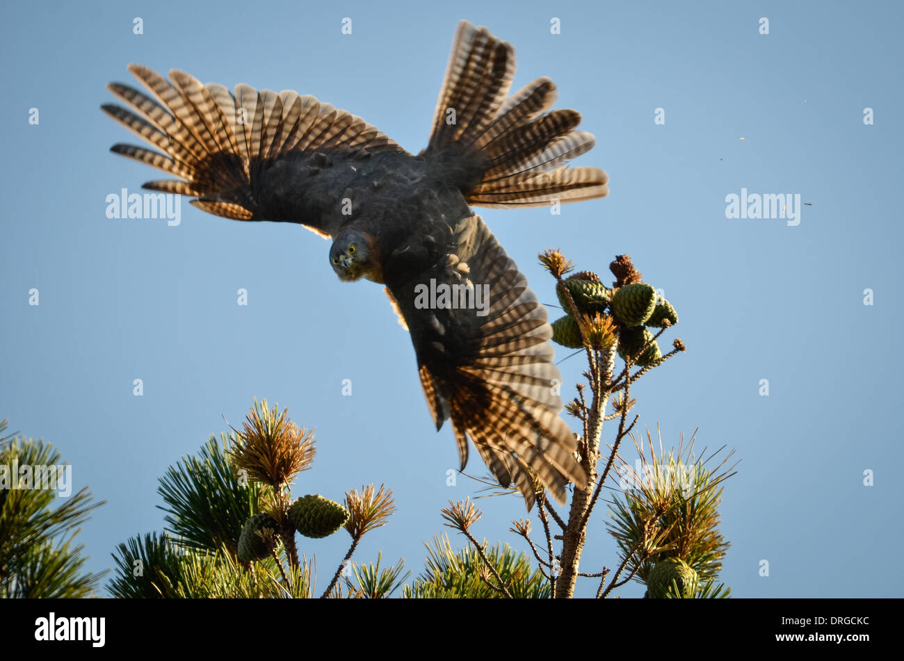 Collared Sparrowhawk launch Stock Photo - Alamy