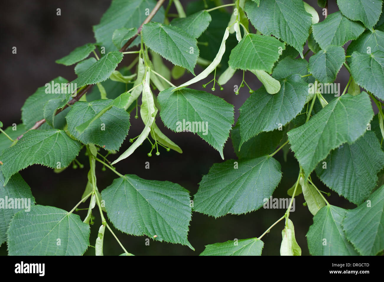 Tilia x europea hi-res stock photography and images - Alamy