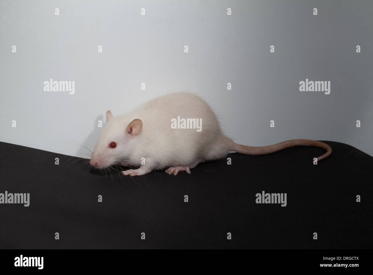 White, albino, Domestic Rat (Rattus norvegicus). Lacking melanin ...