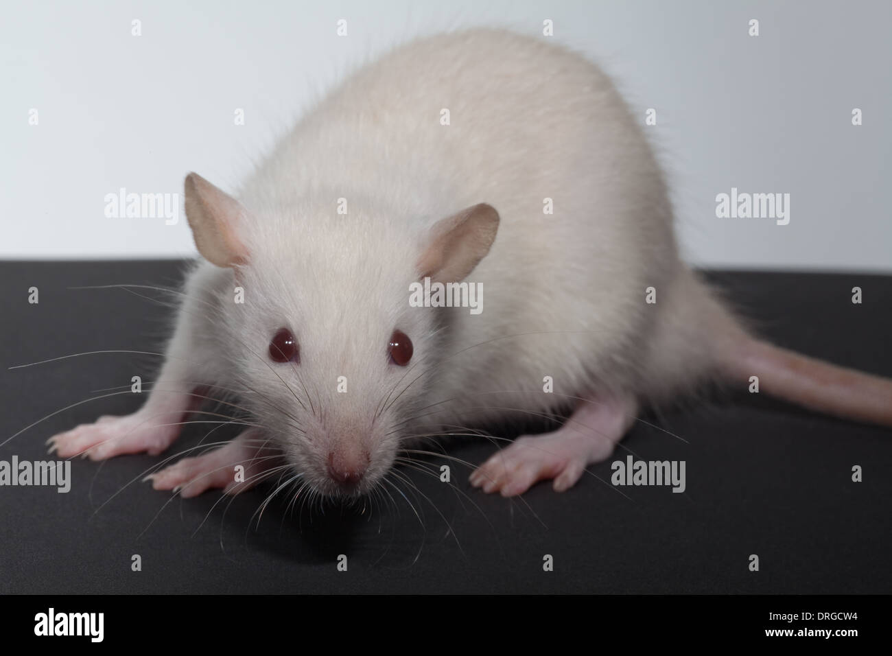 Domesticated white rats rattus norvegicus hi-res stock photography and ...