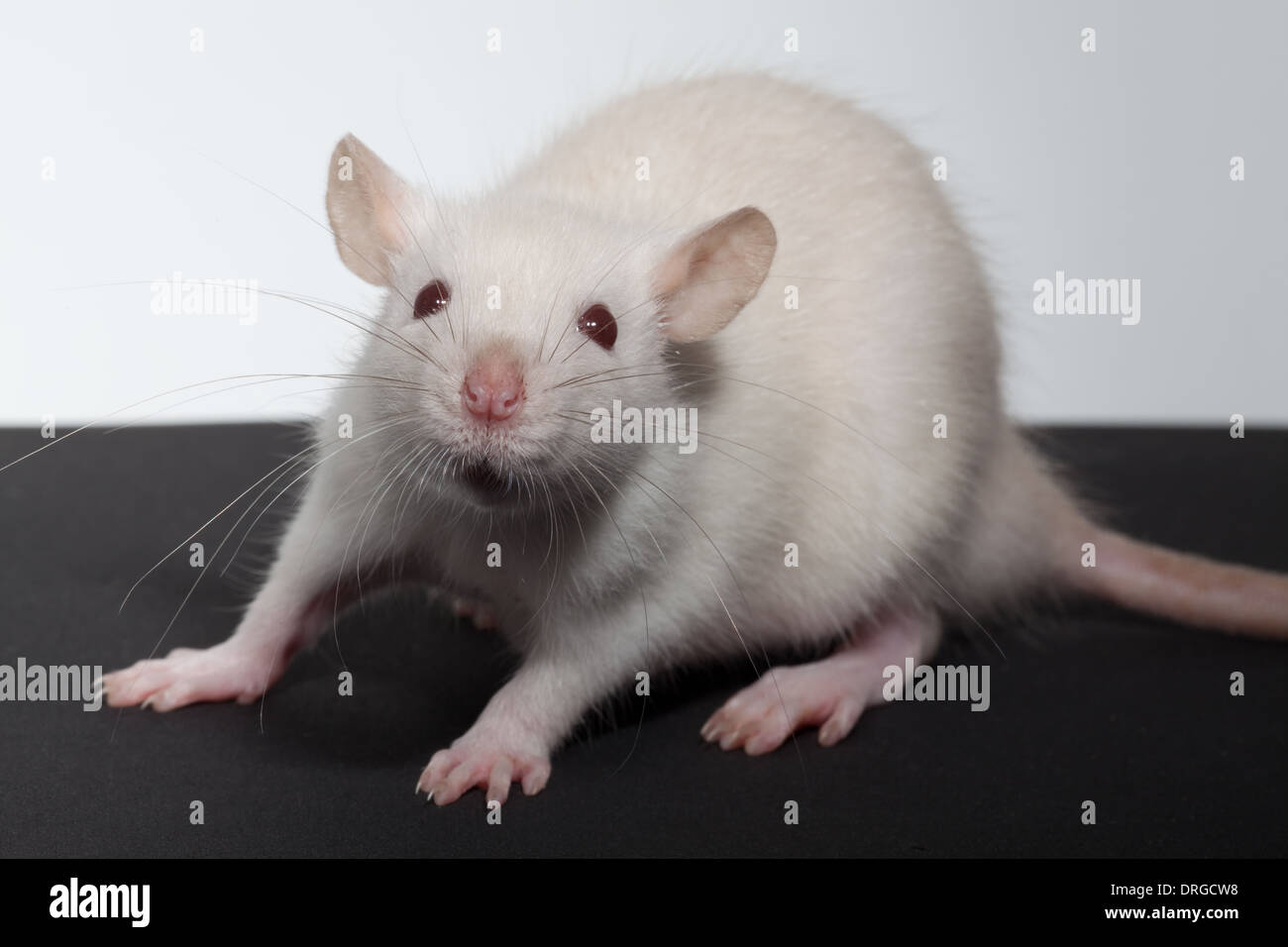 Rattus norvegicus hi-res stock photography and images - Alamy